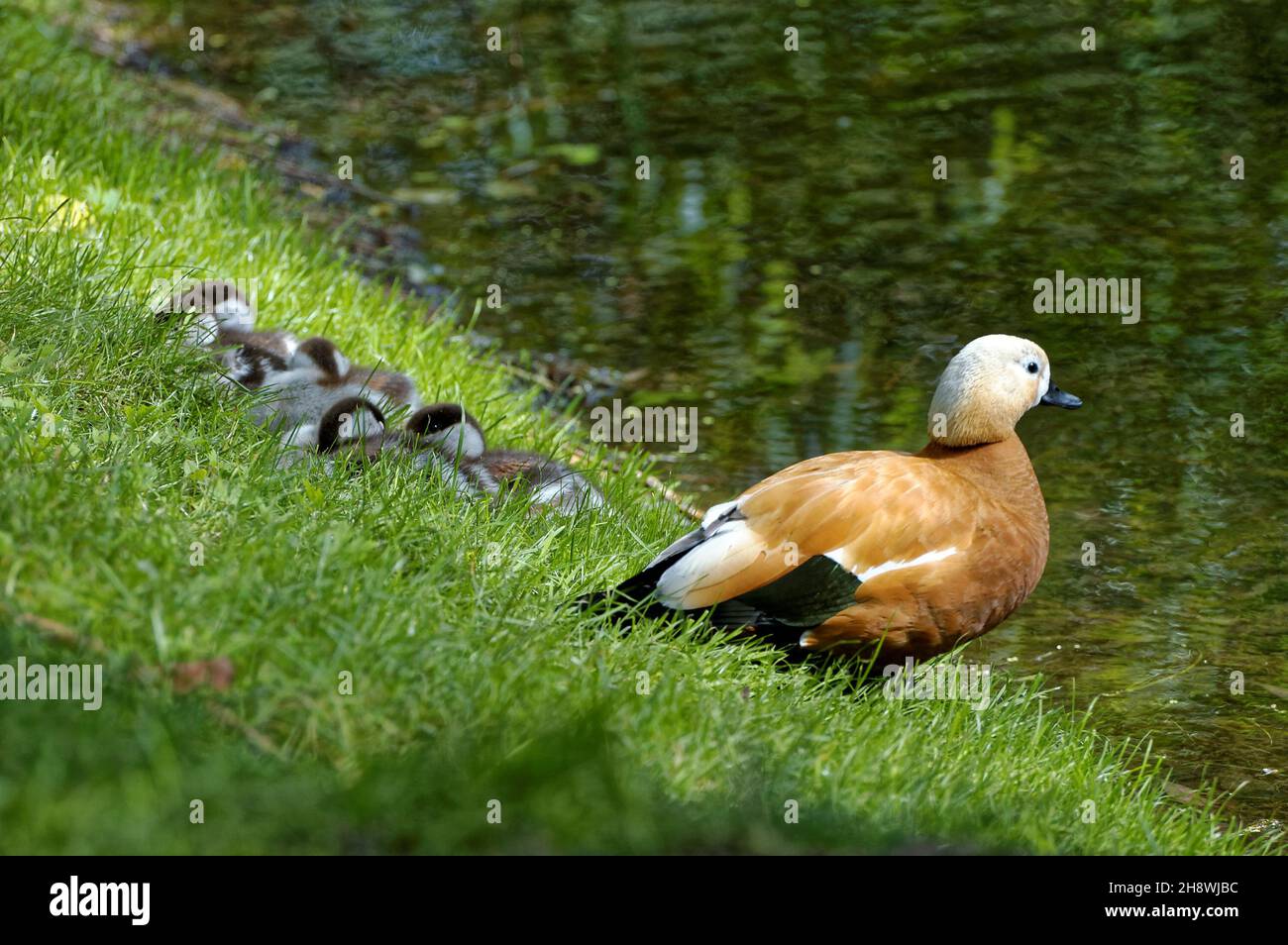 Ogar images hi-res stock photography and images - Alamy