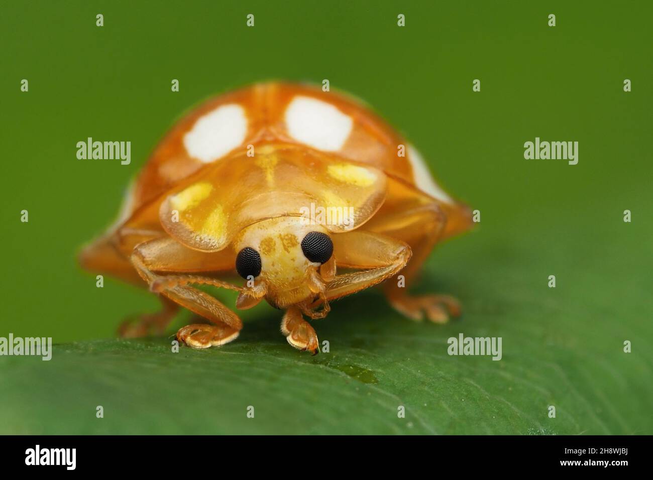Frontal view of an Orange Ladybird (Halyzia 16-guttata) resting on leaf ...