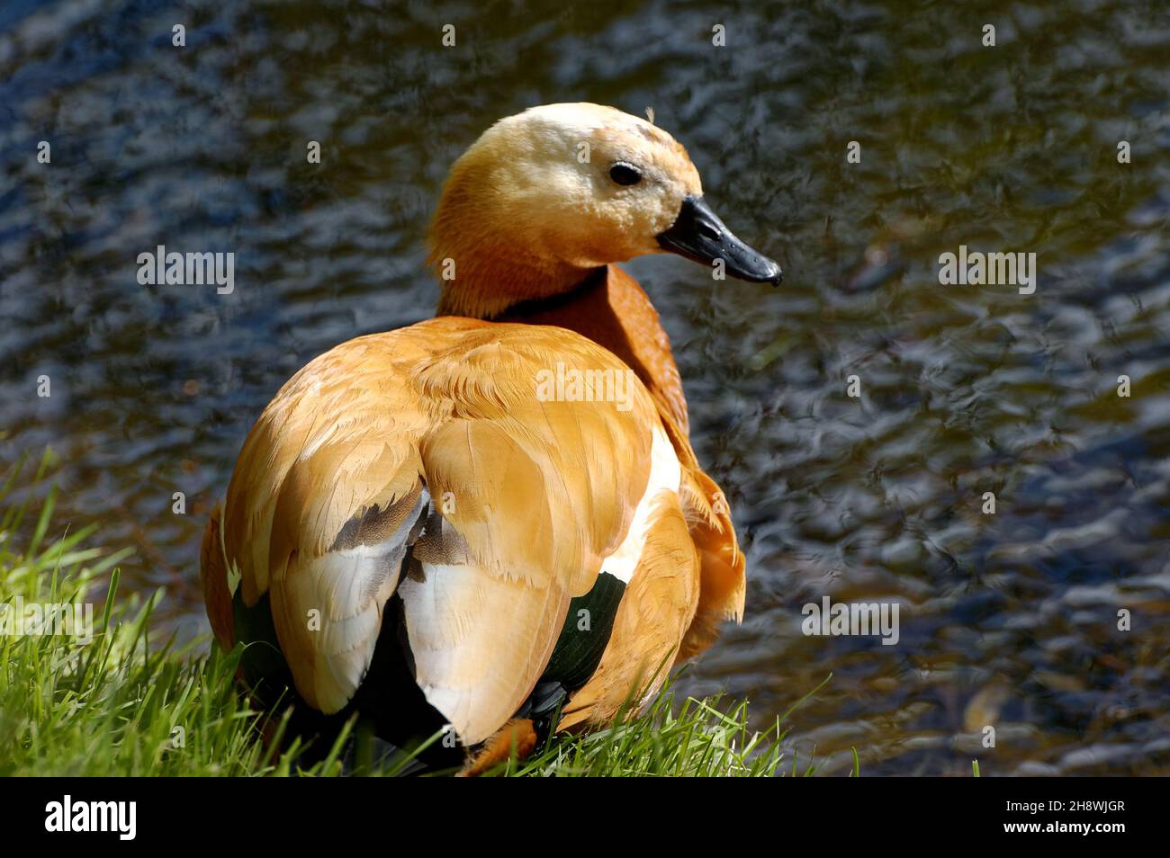 Ogar images hi-res stock photography and images - Alamy