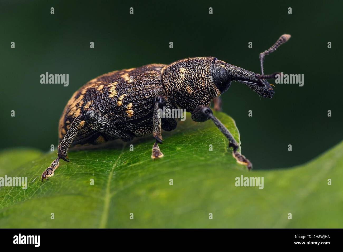 Pine weevils hi-res stock photography and images - Alamy
