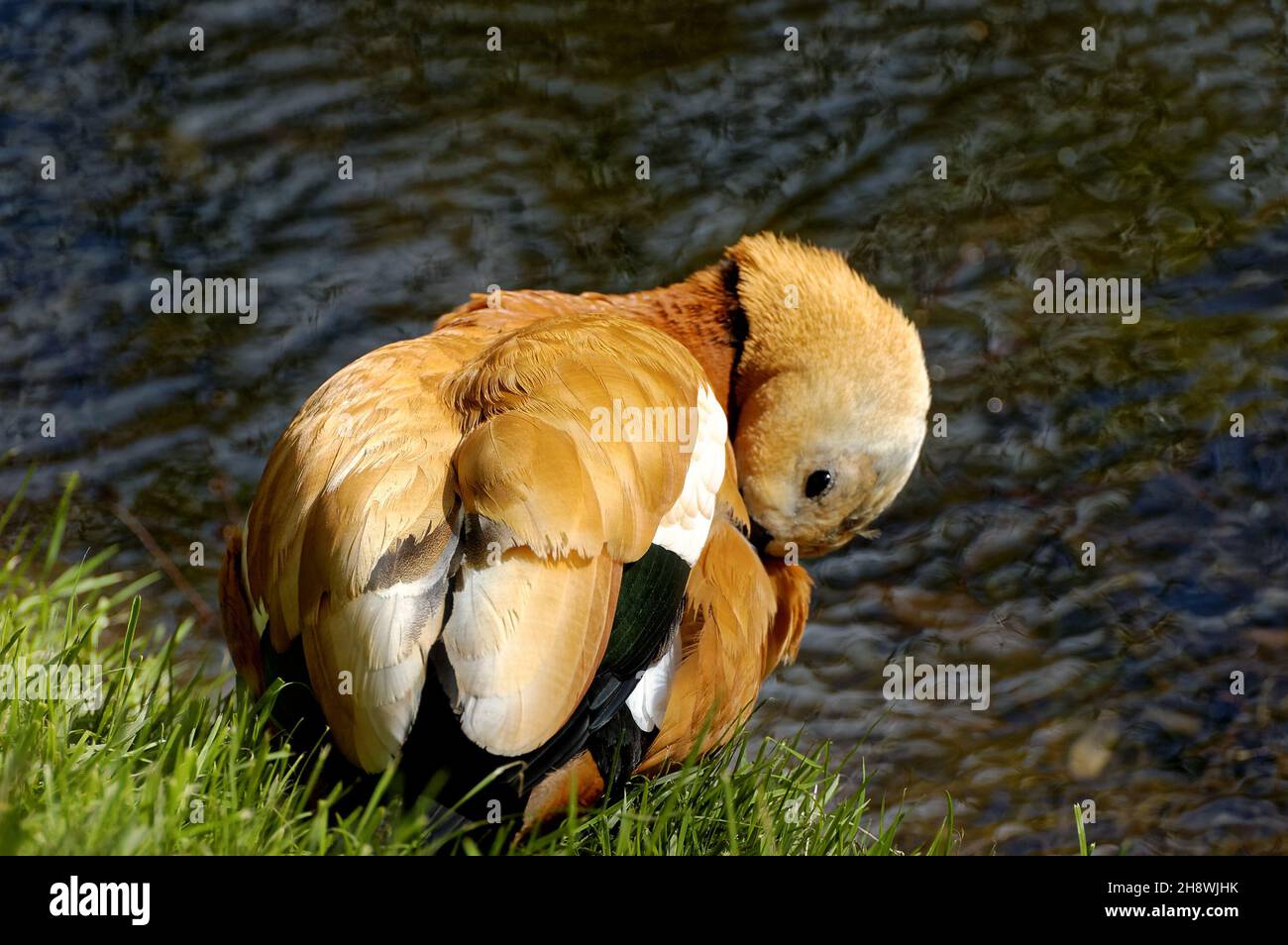 Ogar images hi-res stock photography and images - Alamy