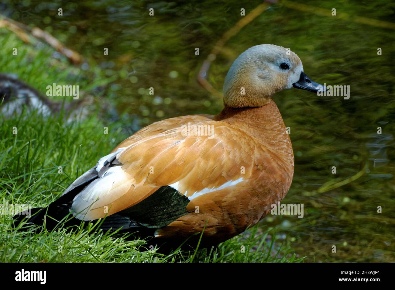 Ogar images hi-res stock photography and images - Alamy