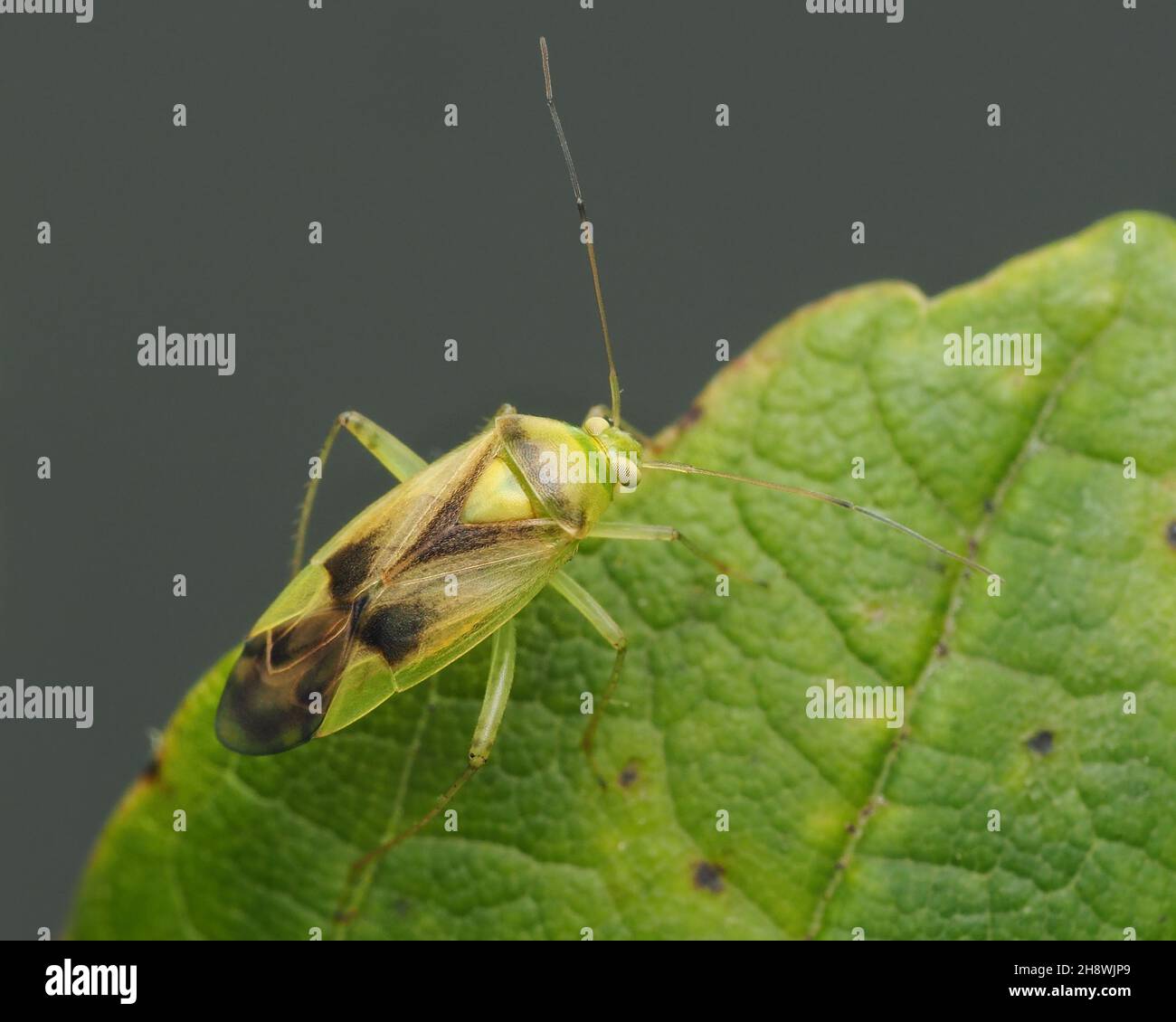 Edge bugs hi-res stock photography and images - Alamy