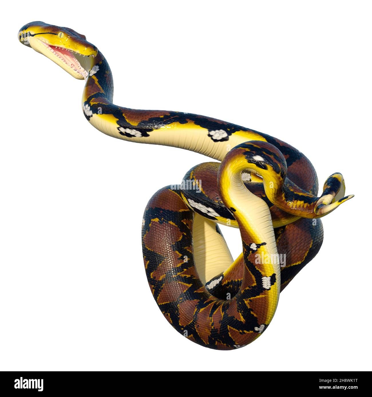 3D rendering of a Reticulated python or Python reticulatus, a species ...