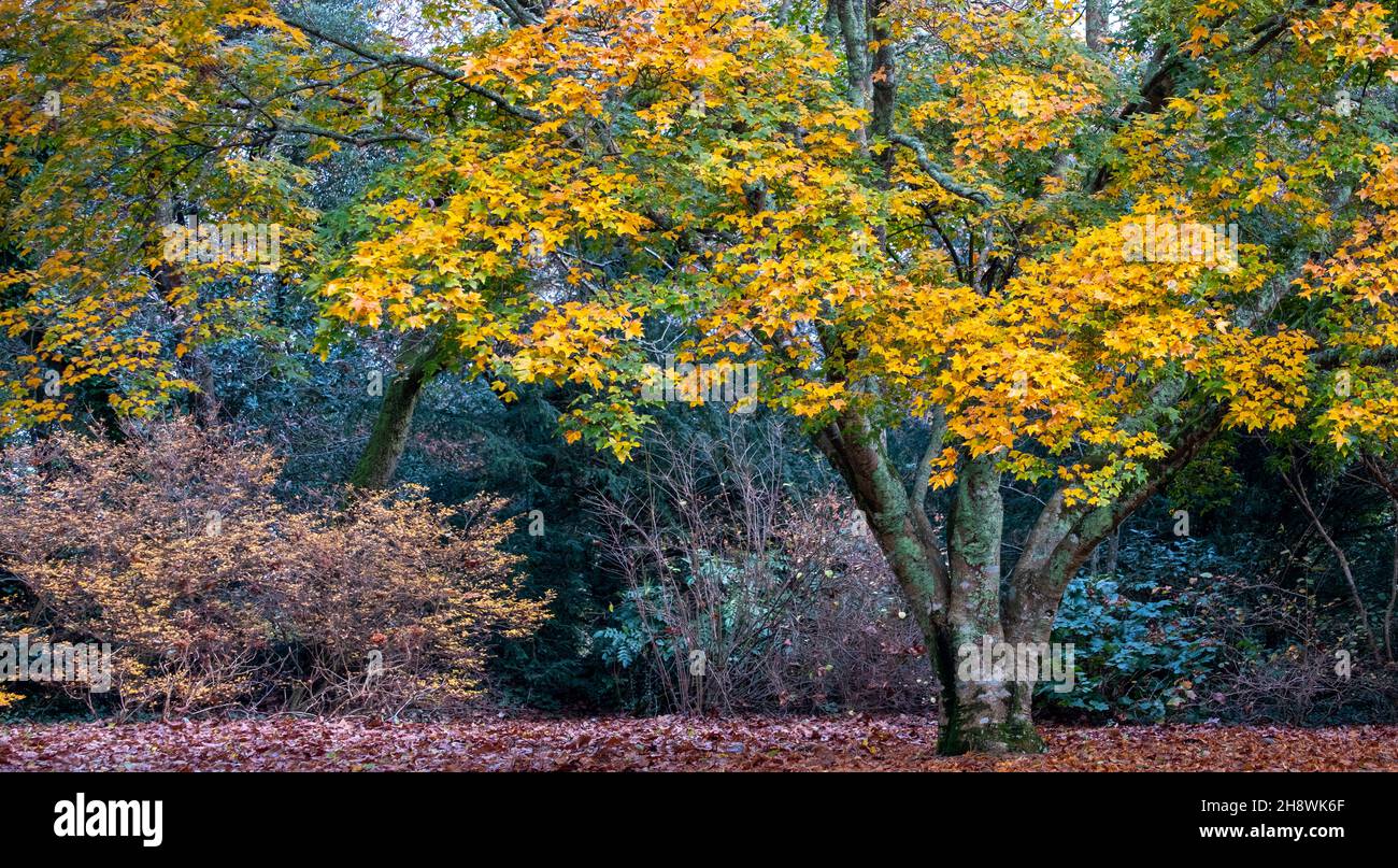 Autumn trees in Cornwall England UK bright yellow Stock Photo - Alamy