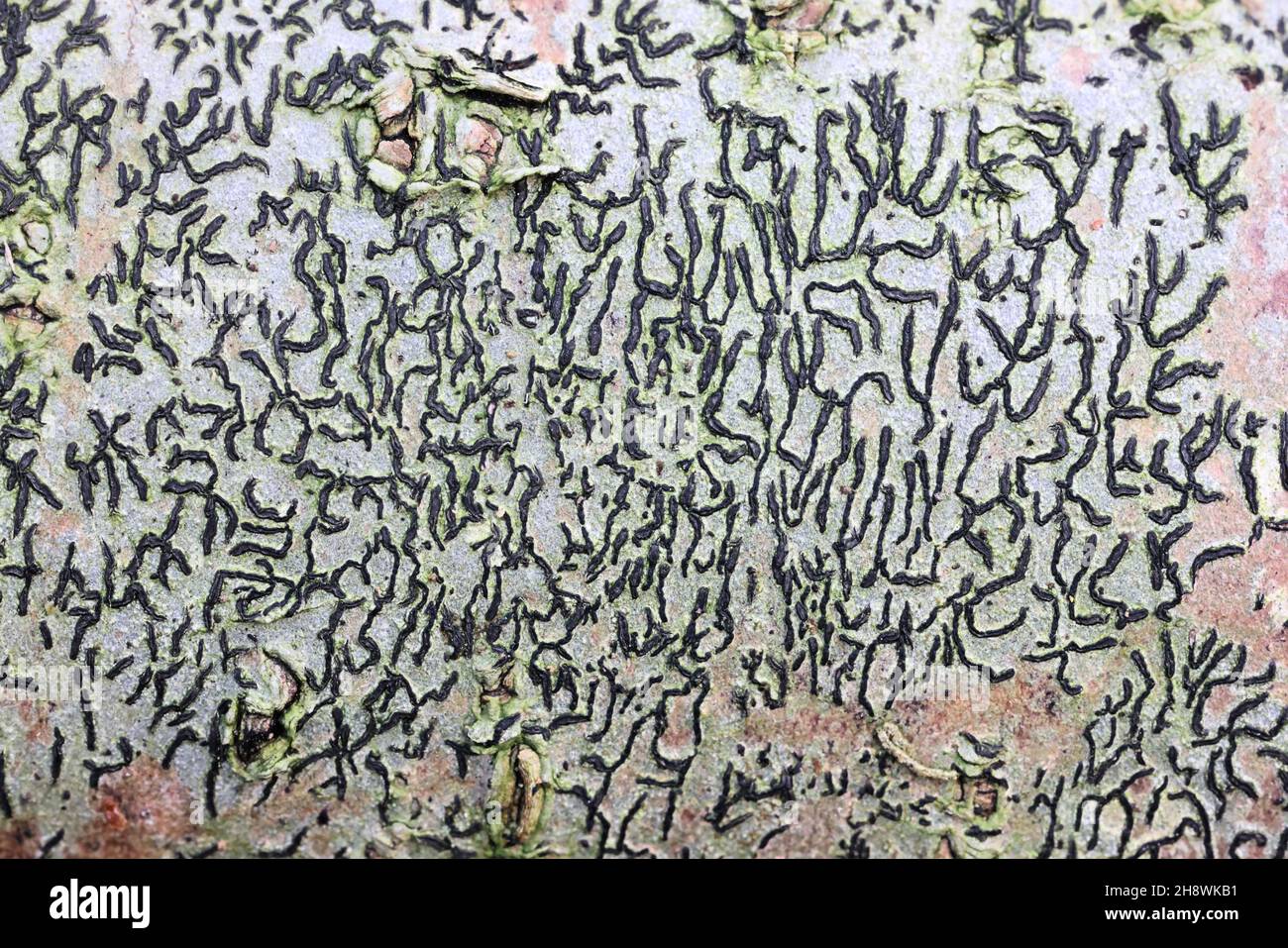 Script lichen graphis scripta hi-res stock photography and images - Alamy