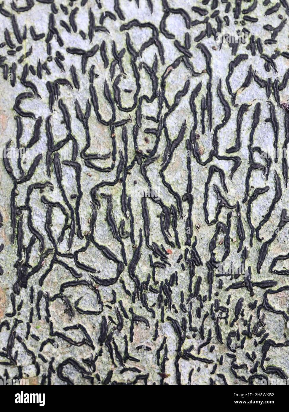 Graphis scripta, commonly known as script lichen or secret writing ...