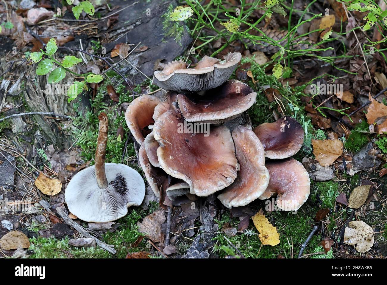 Hypholoma lateritium, commonly known as brick tuft or brick cap, wild ...