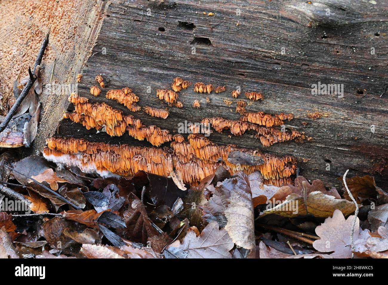 Pycnoporellus alboluteus, commonly known as the orange sponge polypore ...