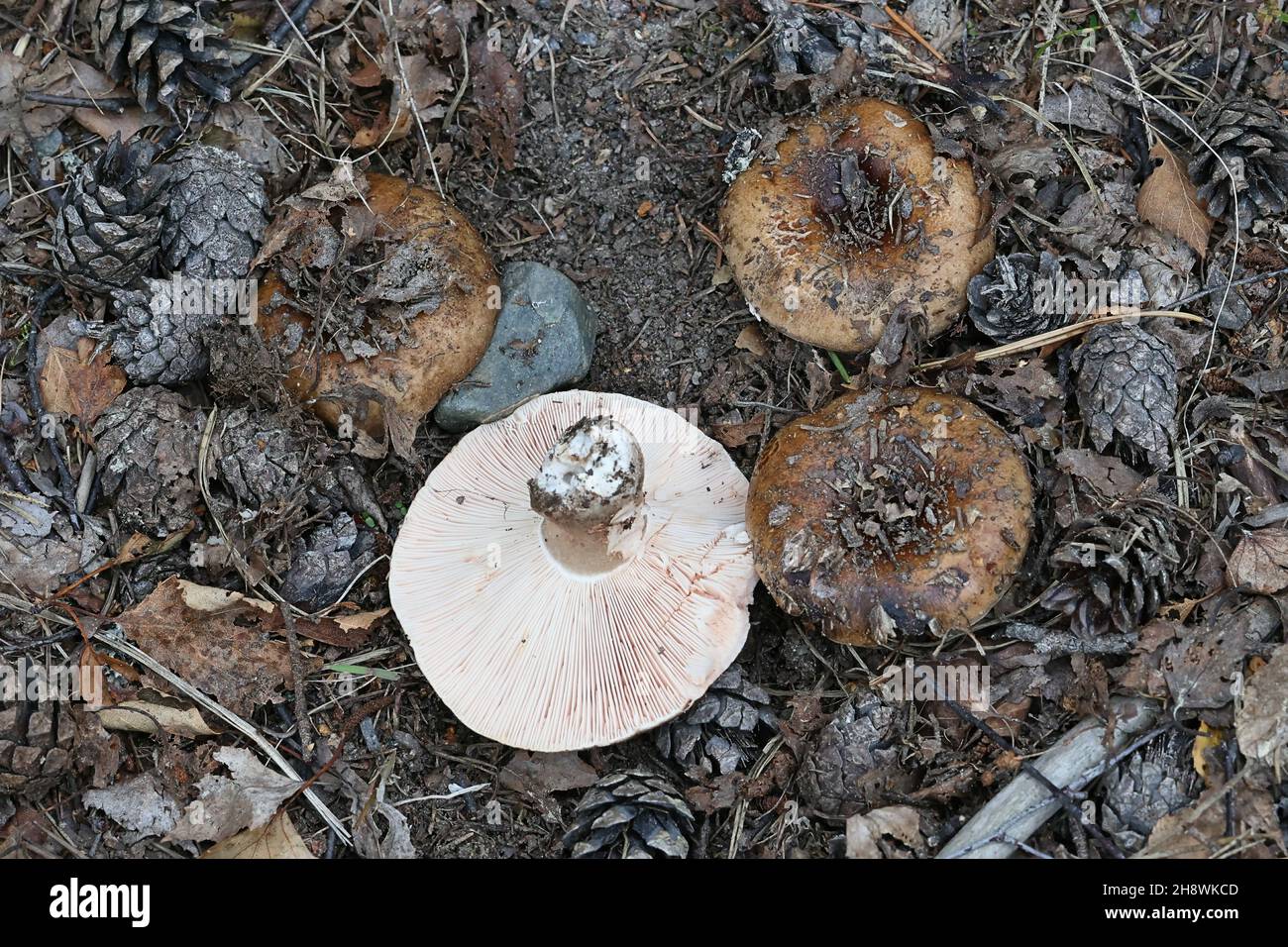 Russula adusta hi-res stock photography and images - Alamy