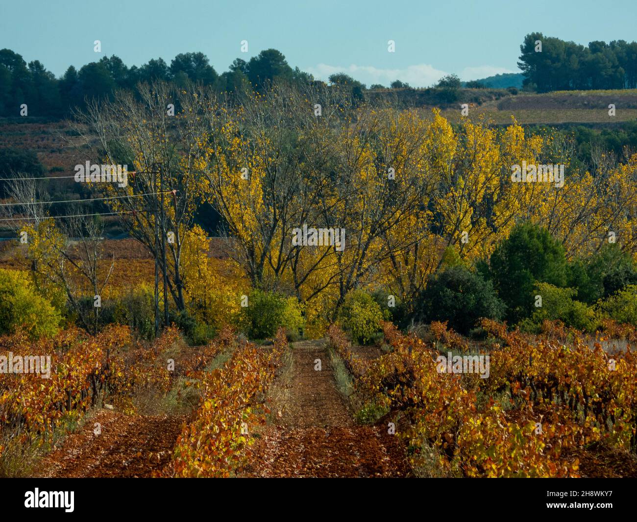 Rural landscape,Brafim,Catalunya,Spain, with birds and the agricultural ...