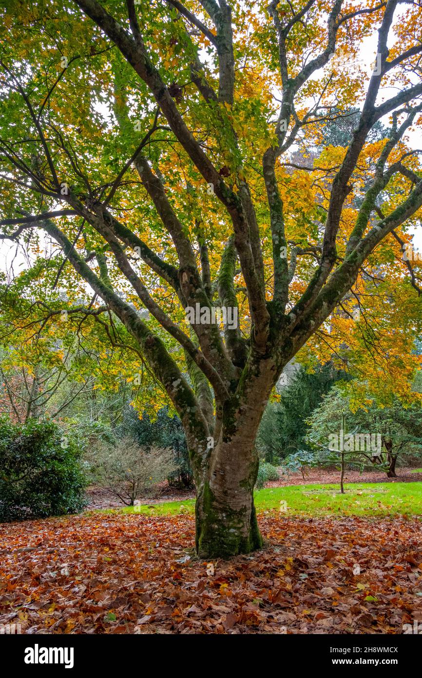 Autumn trees in Cornwall England UK bright yellow Stock Photo - Alamy