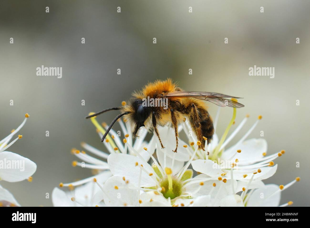 Closeup of a male of the Tawny mining bee, Andrena fulva Stock Photo ...