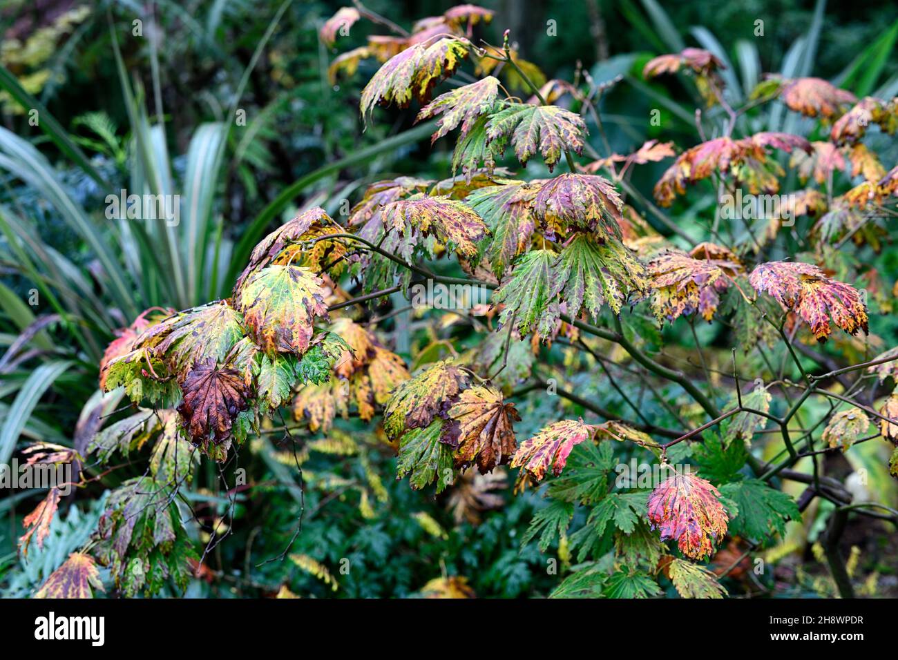 Acer japonicum aki hi hi-res stock photography and images - Alamy