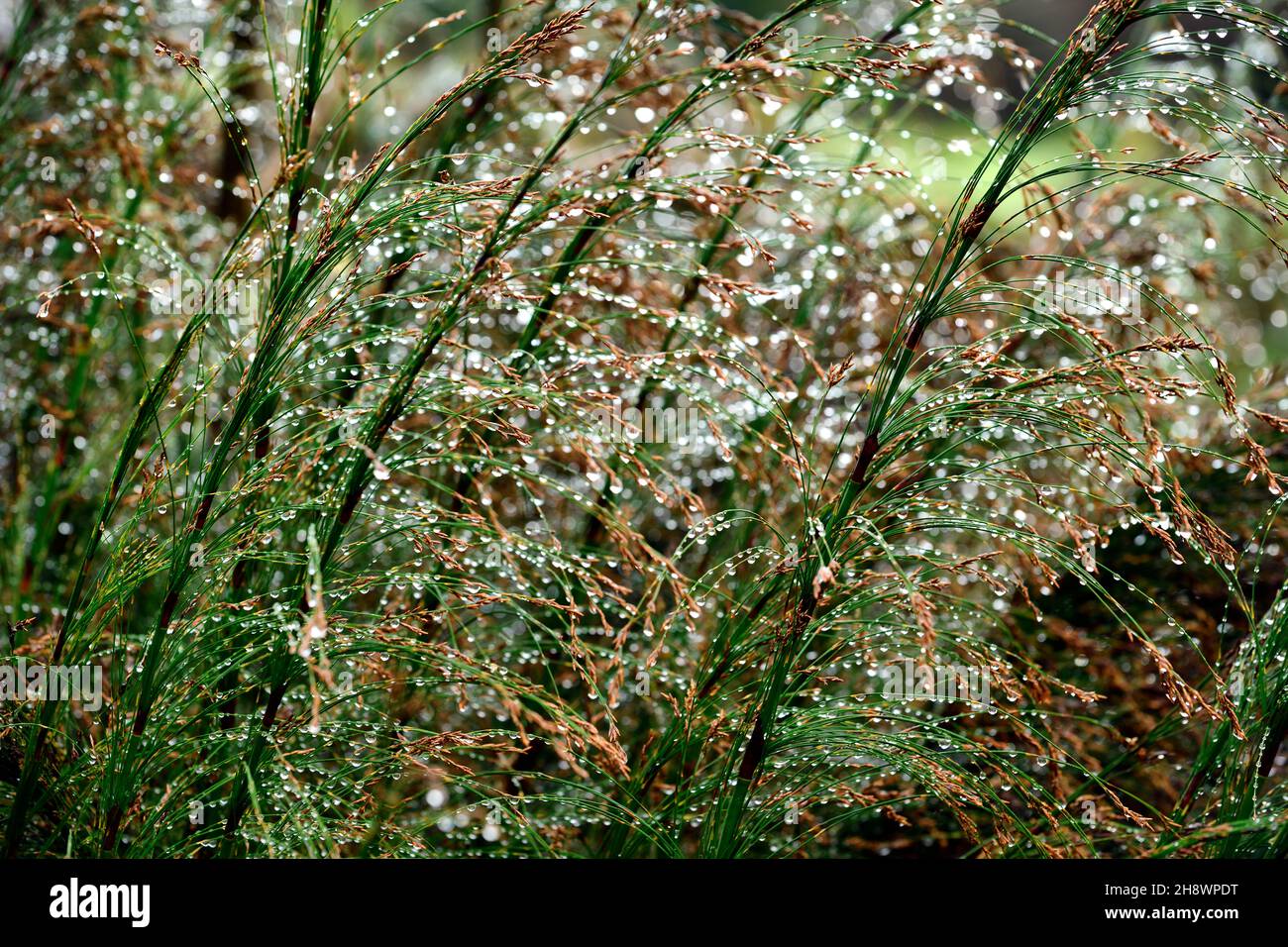 Rain covered cannomois grandis hi-res stock photography and images - Alamy