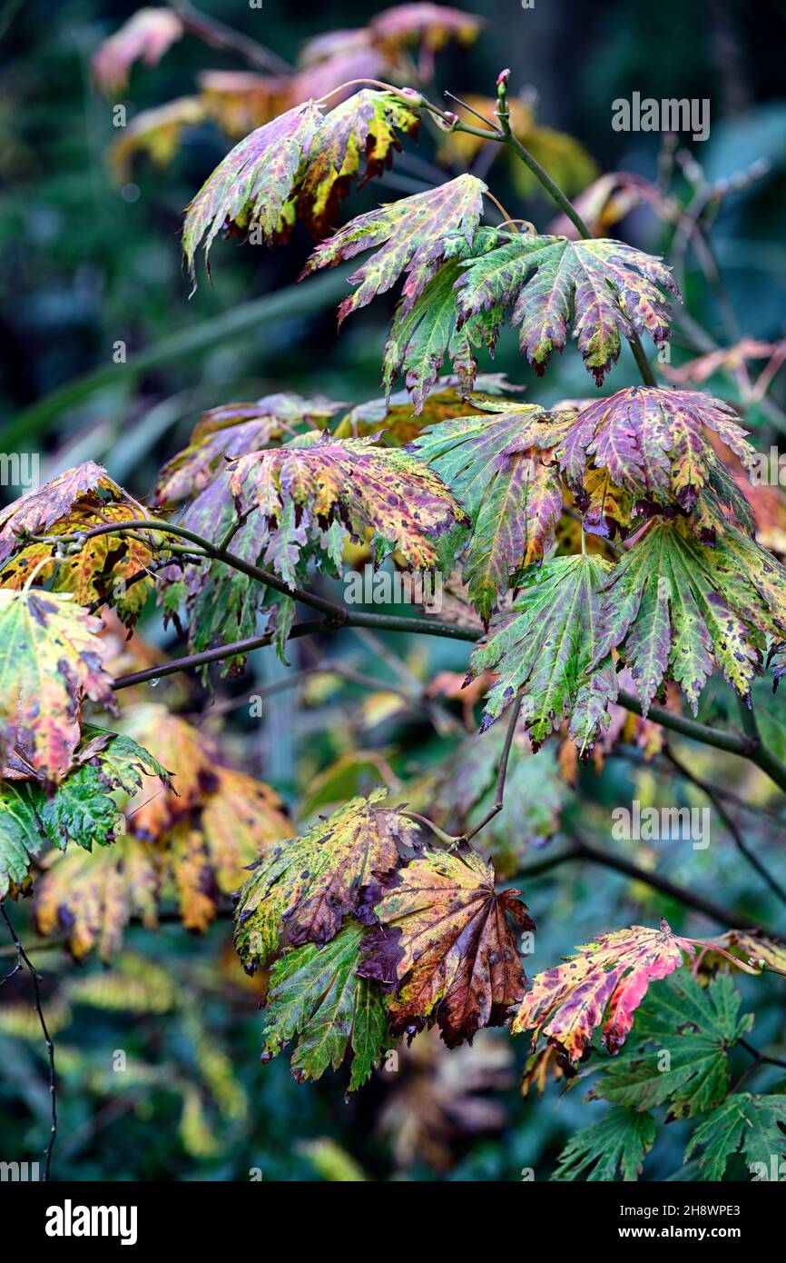 acer japonicum aki-hi,autumn foliage,autumn leaves,colour,color,colours ...