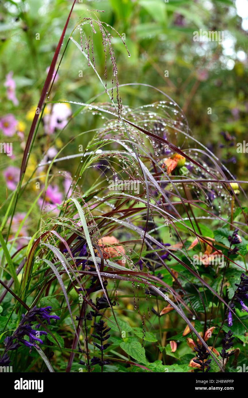 Rain covered ornamnetal grass hi-res stock photography and images - Alamy