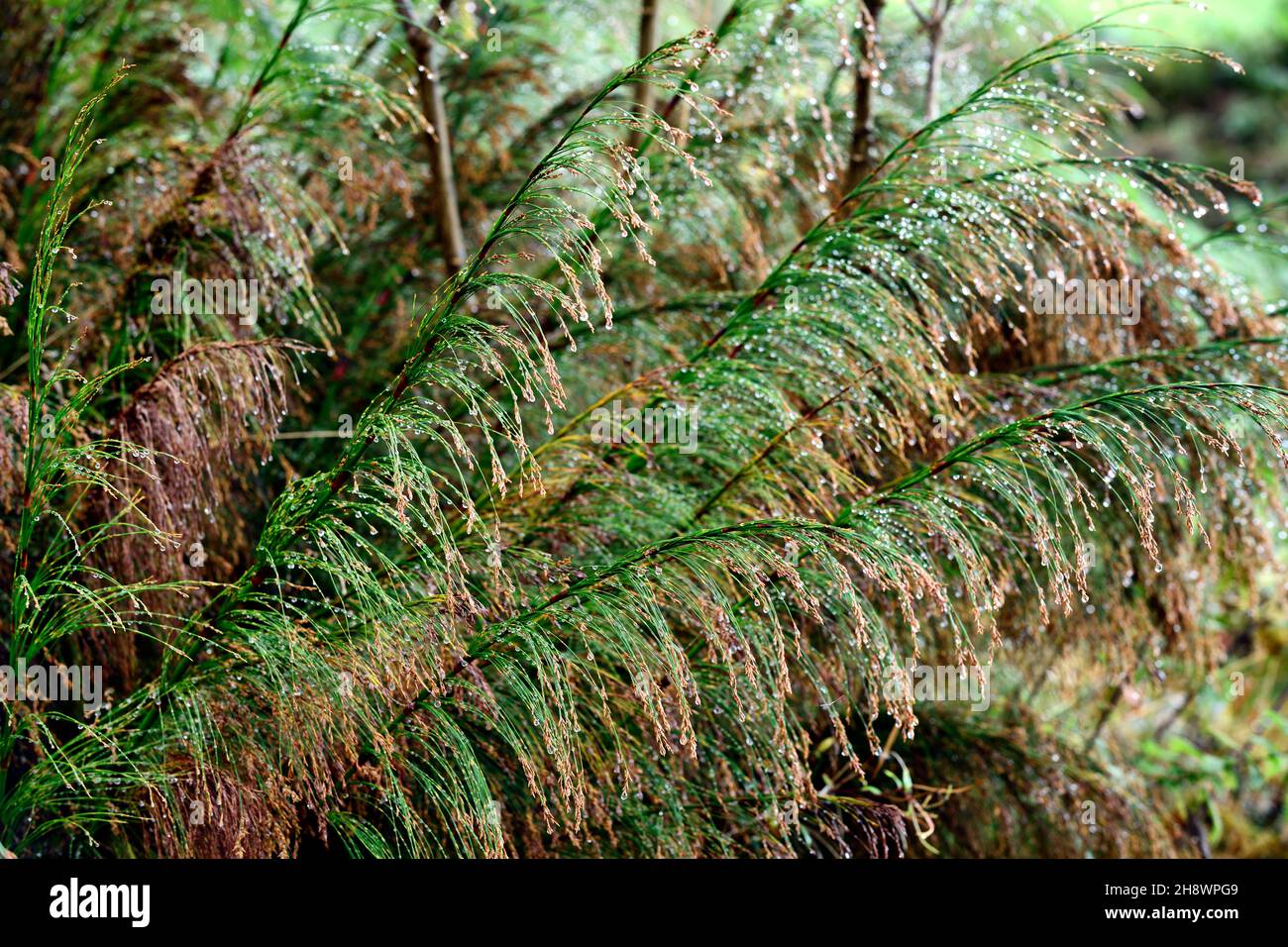 Cannomois grandis,restio,restios,rush-like flowering plant,Bell Reed ...