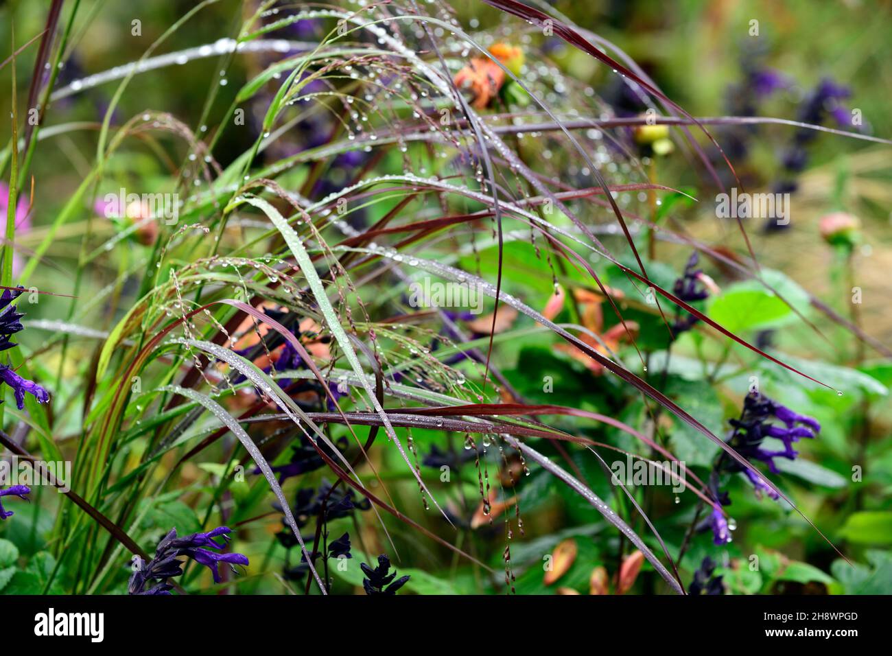 Rain covered ornamnetal grass hi-res stock photography and images - Alamy