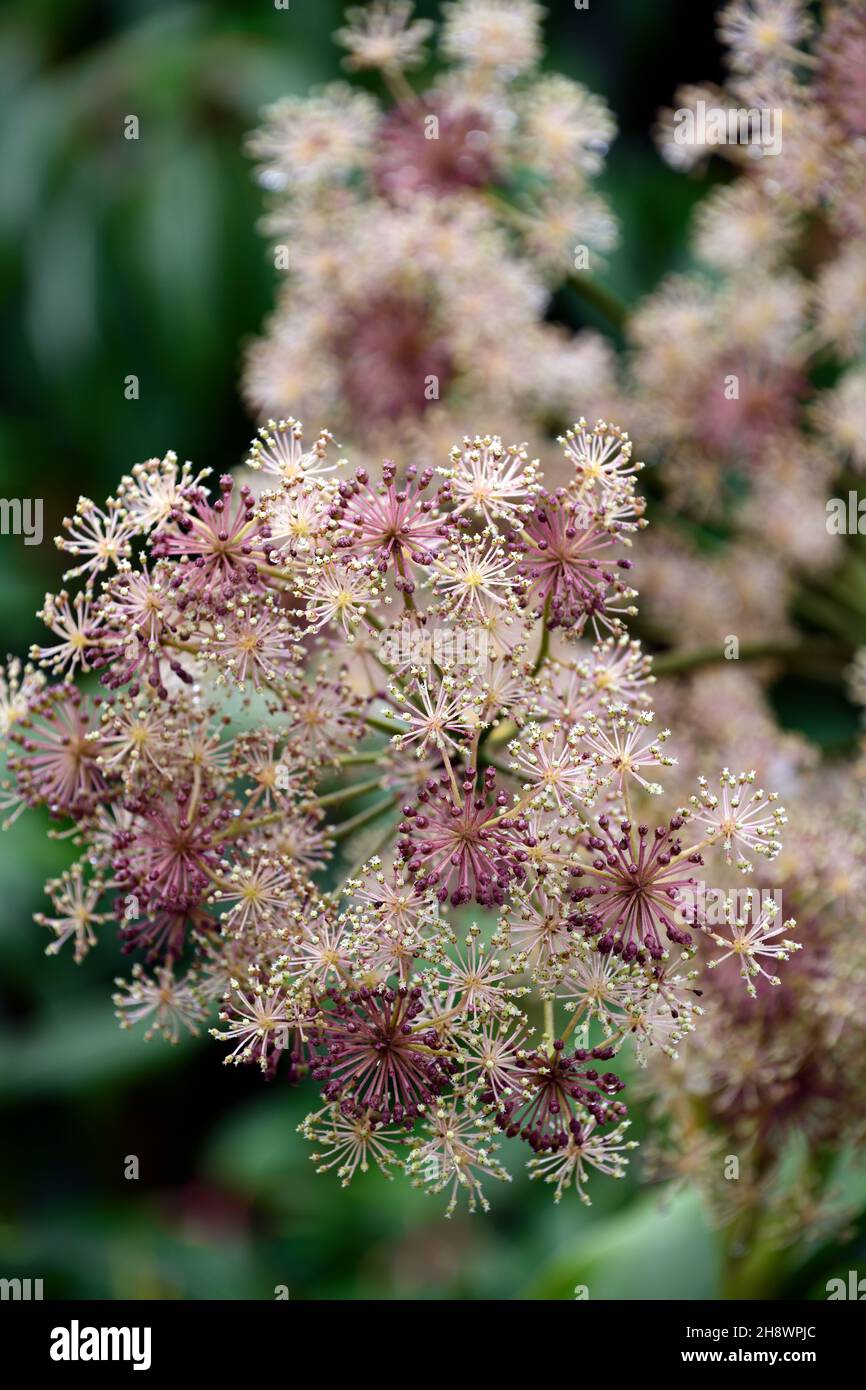 Bupleurum fruticosum seedhead,Bupleurum fruticosum seed,seeds,seedhead ...