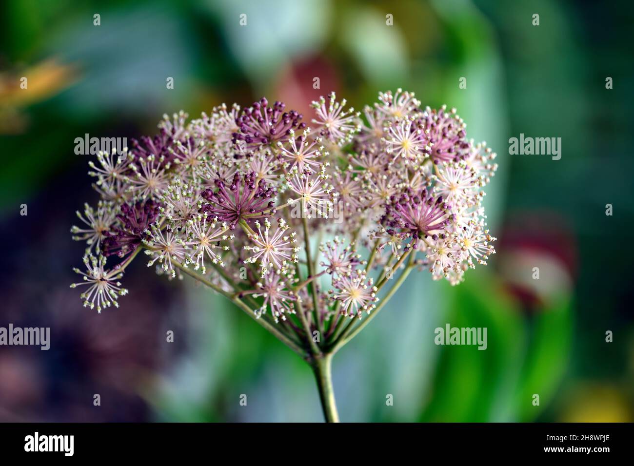 Bupleurum fruticosum seed hi-res stock photography and images - Alamy