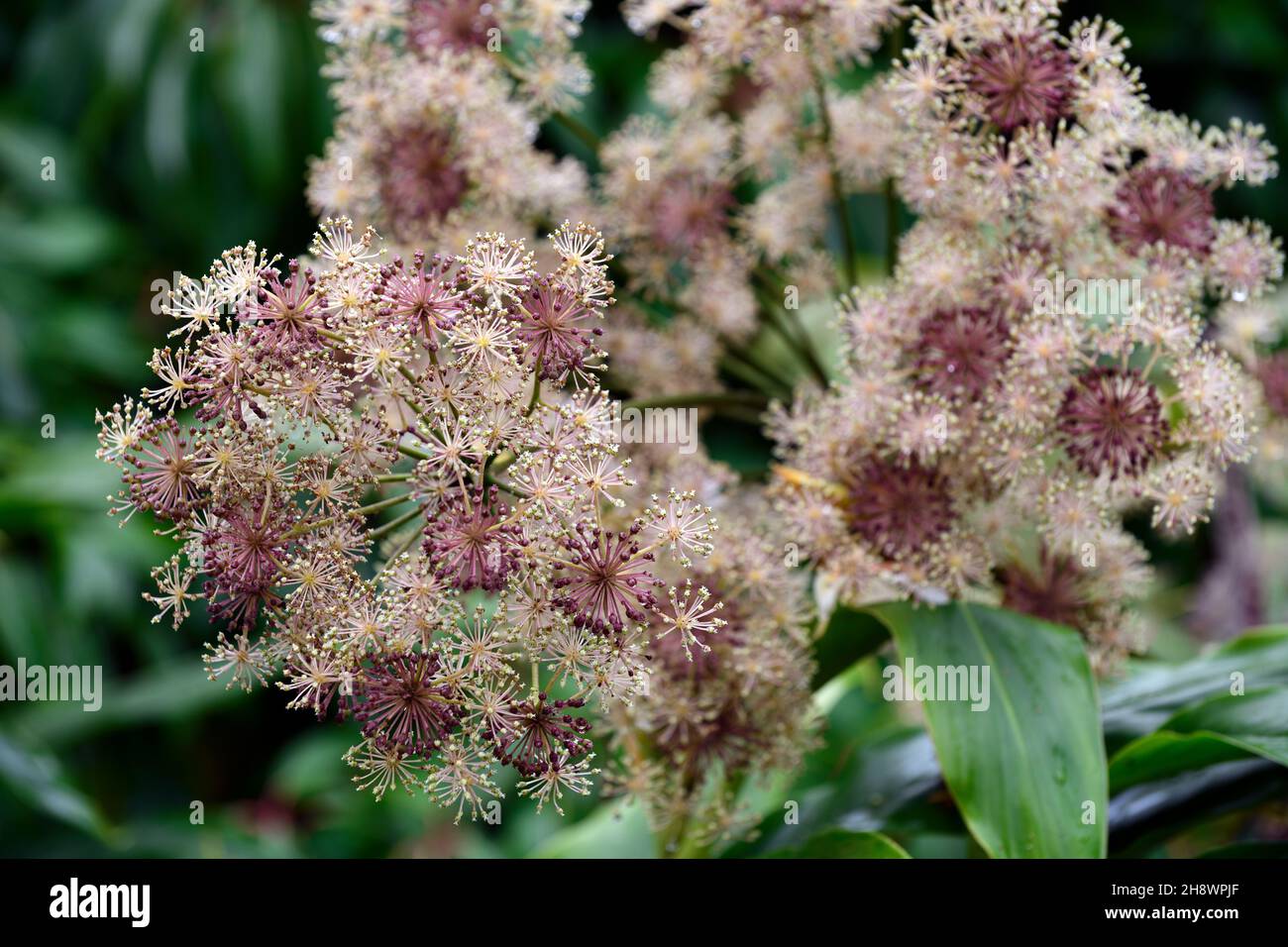 Bupleurum fruticosum hi-res stock photography and images - Alamy