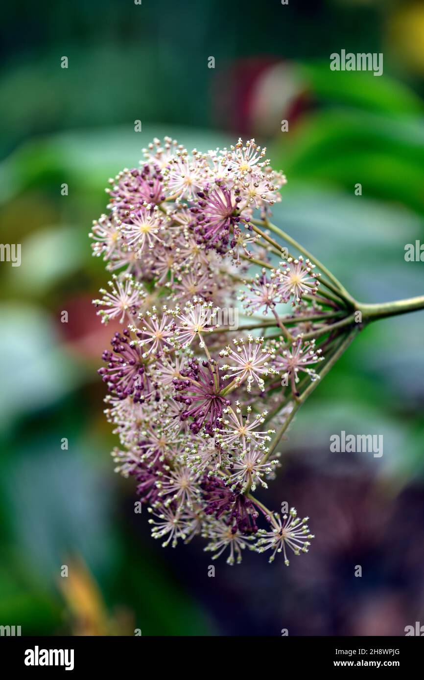 Bupleurum fruticosum hi-res stock photography and images - Alamy