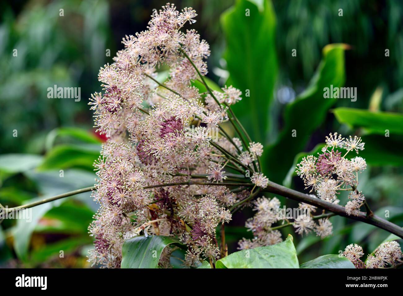 Bupleurum fruticosum hi-res stock photography and images - Alamy