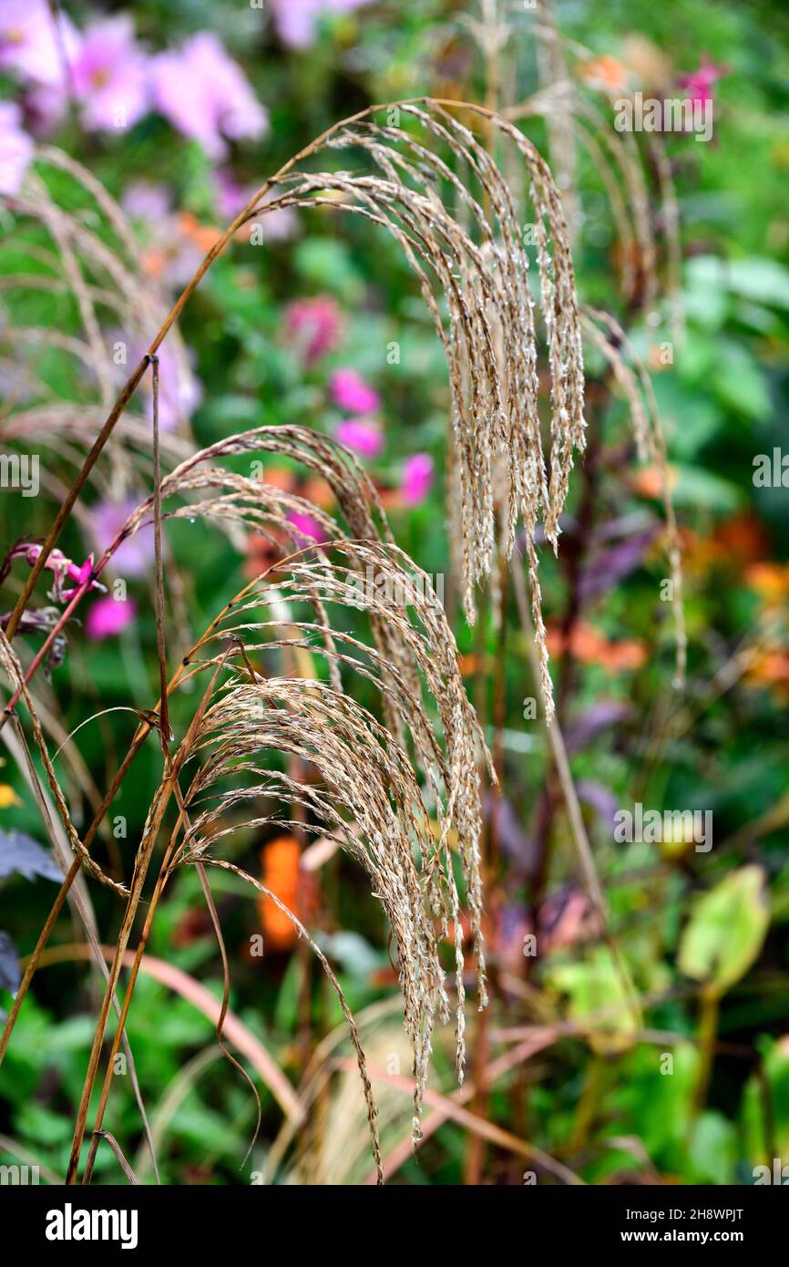 Miscanthus nepalensis hardy form,silky gold tinted flower heads,fluffy ...
