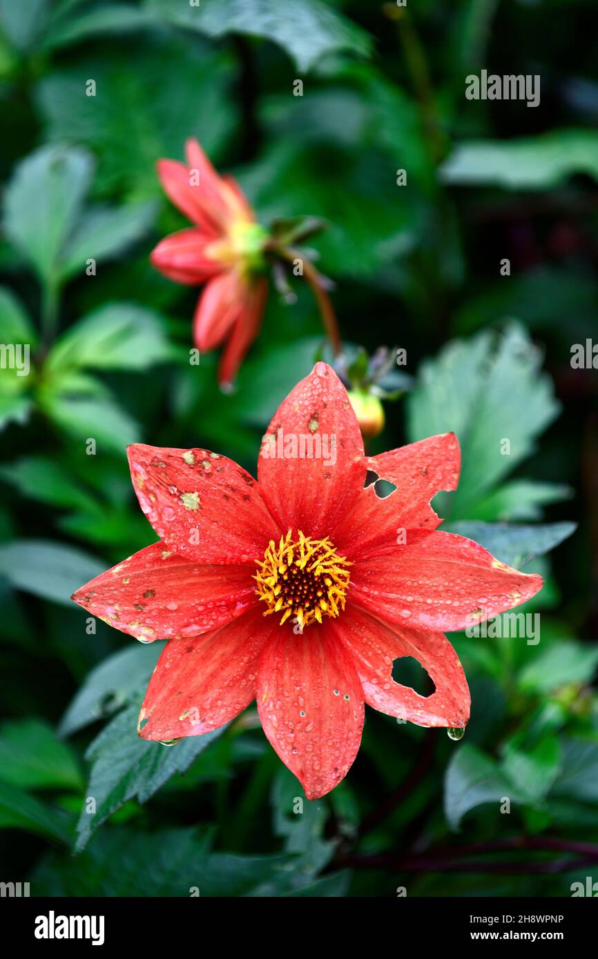 dahlia,orange red dahlias,single dahlias,single orange red dahlia ...