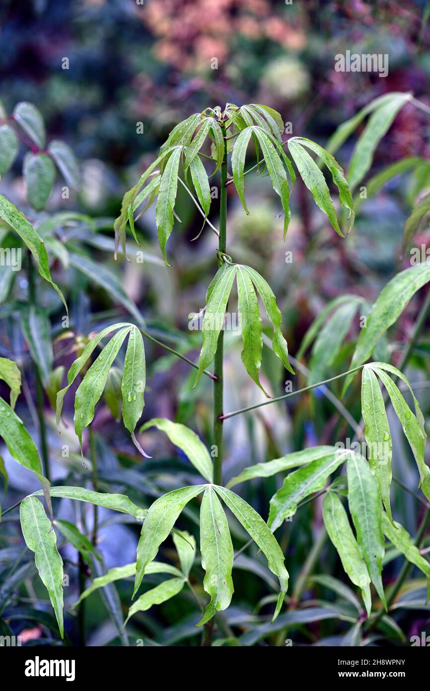 Nothopanax delavayi leaves hi-res stock photography and images - Alamy