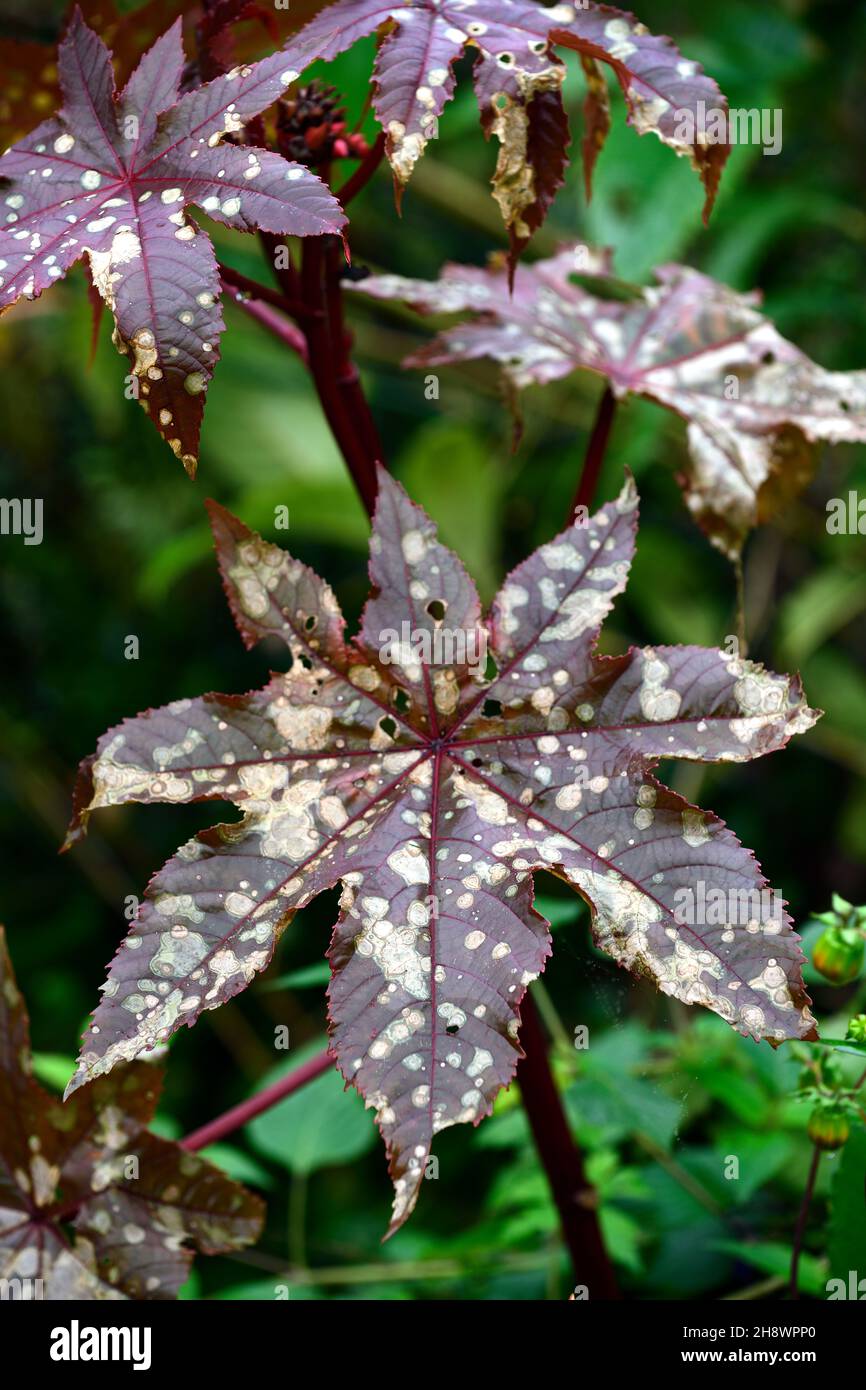 Mottled garden plant leaves hi-res stock photography and images - Alamy