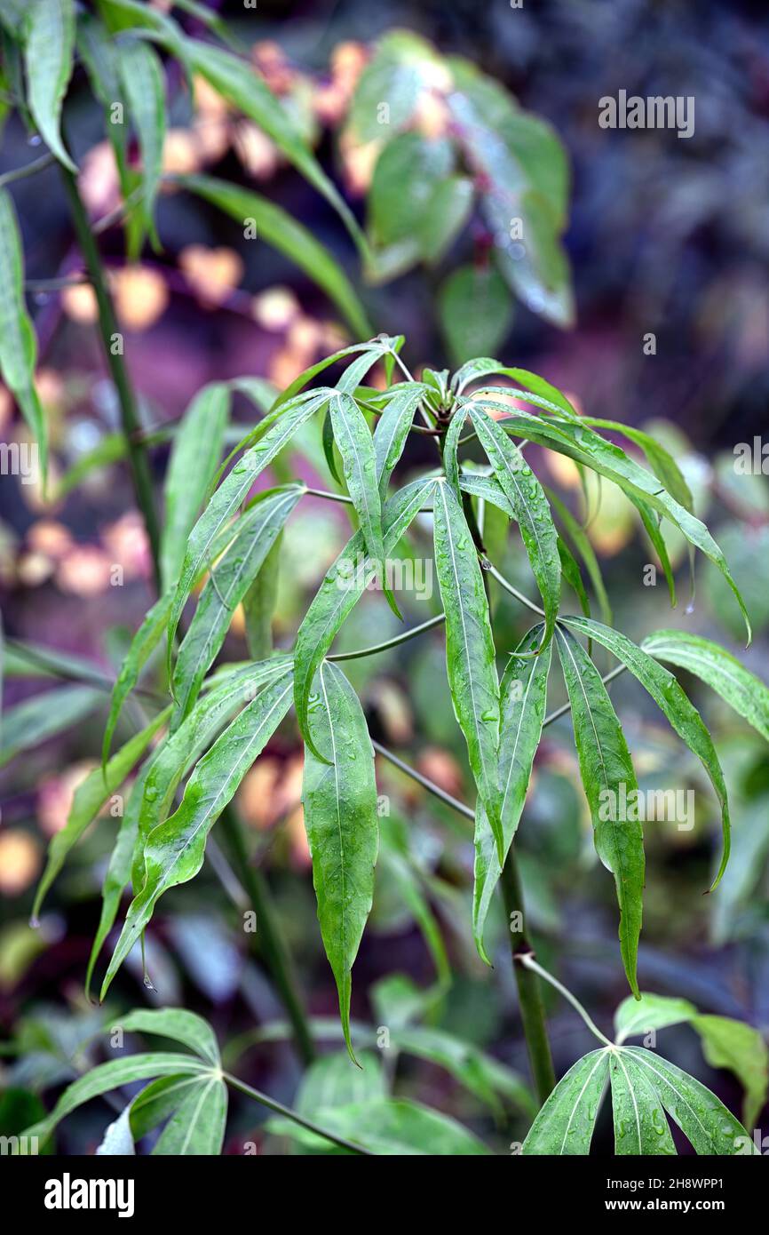 metapanax delavayi,Nothopanax delavayi,evergreen tree,attractive leaves ...