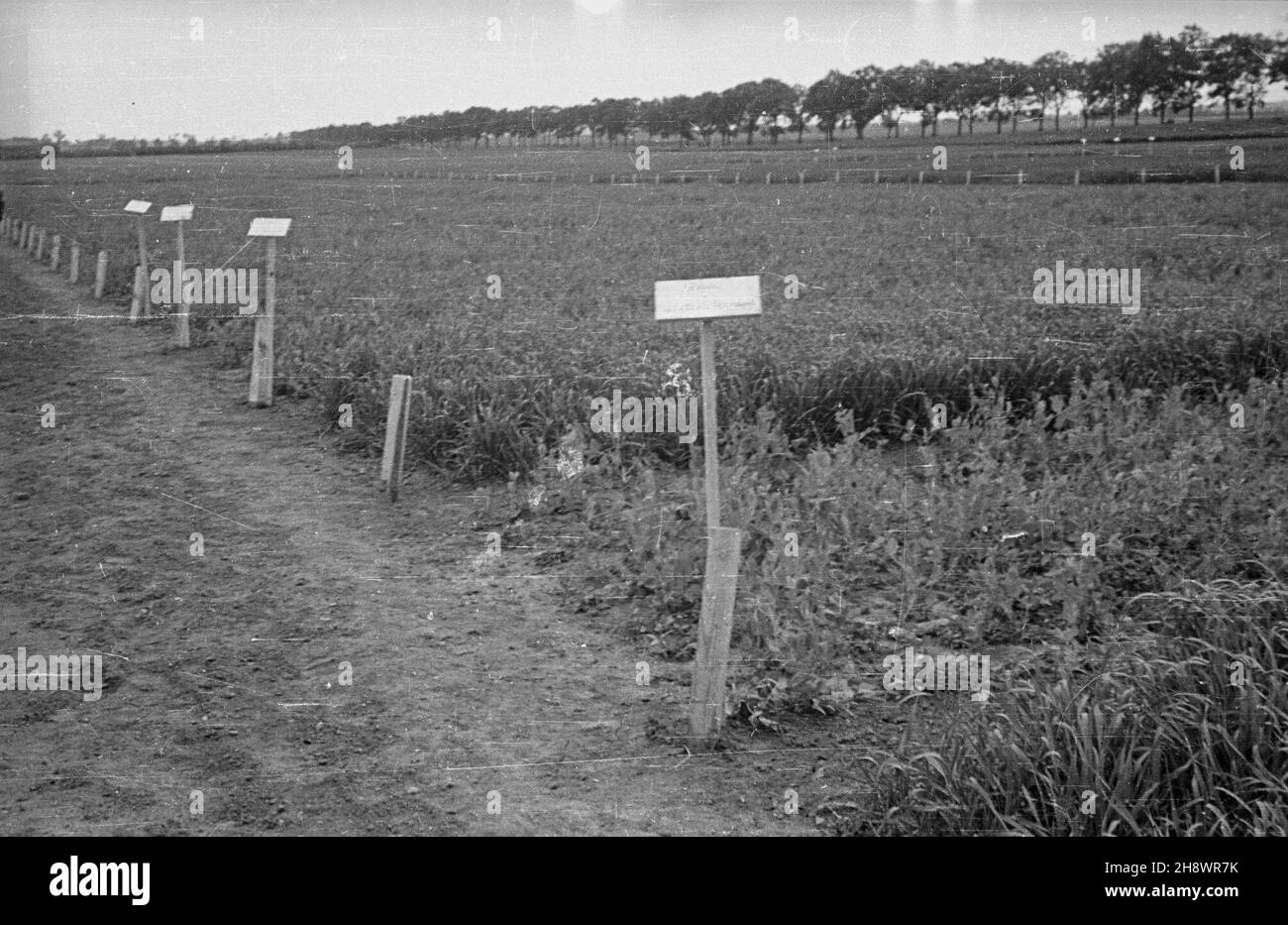 Polska grain Black and White Stock Photos & Images - Alamy