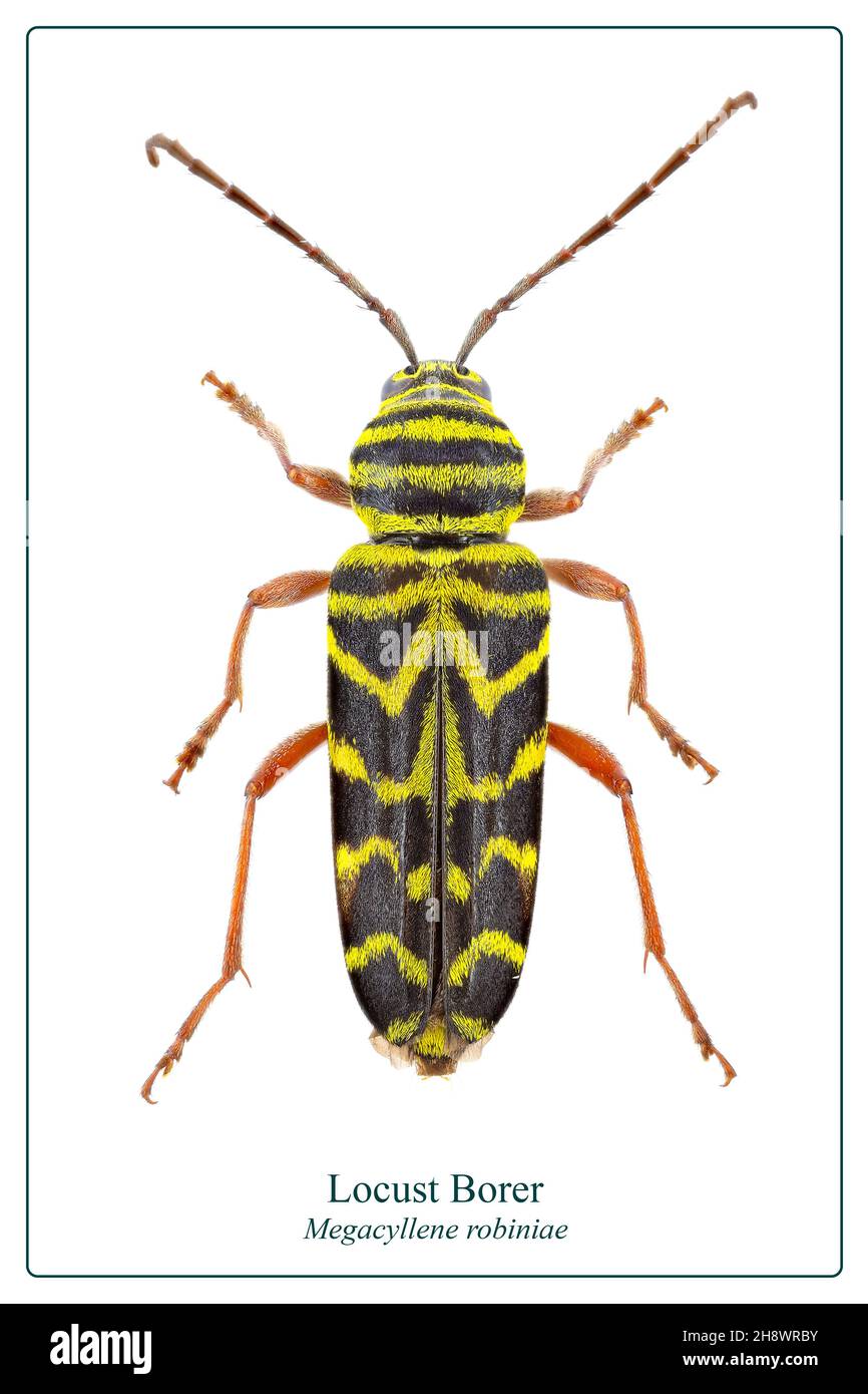 Top view of a locust borer isolated on a white background from my ...