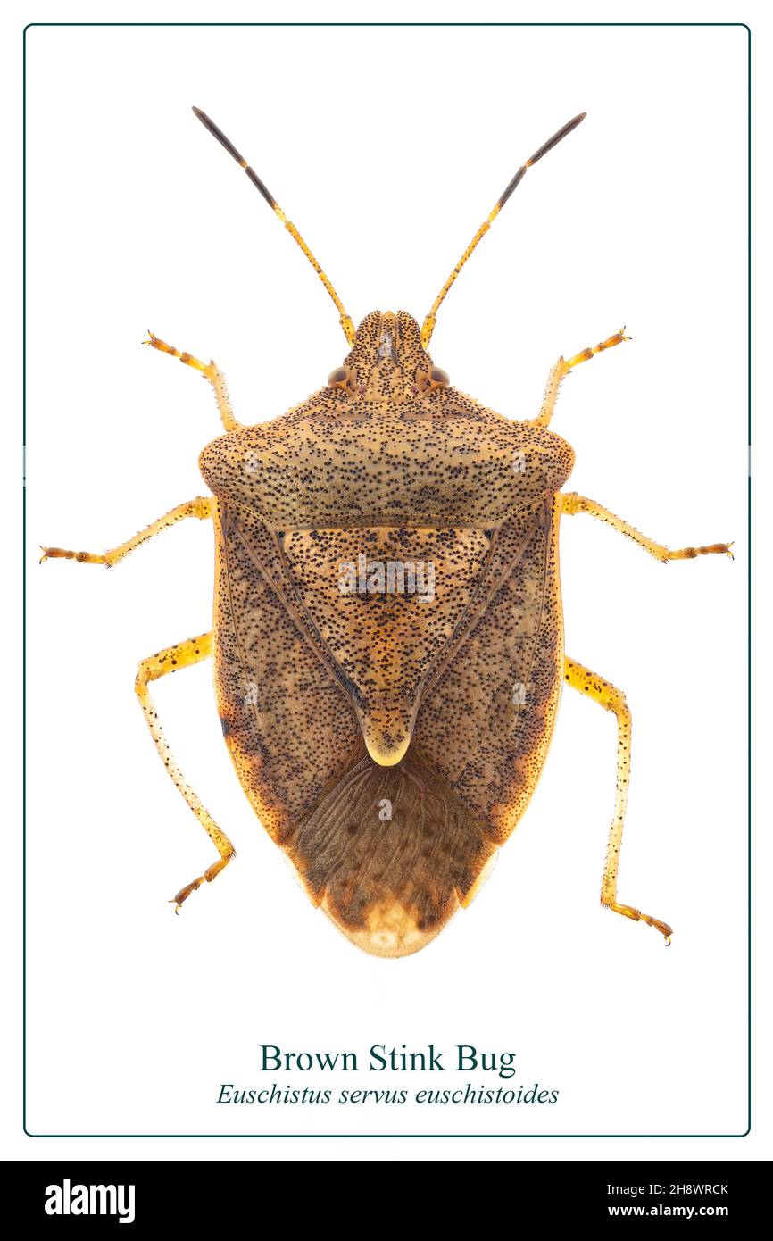 Brown Stink Bug on white background Stock Photo - Alamy