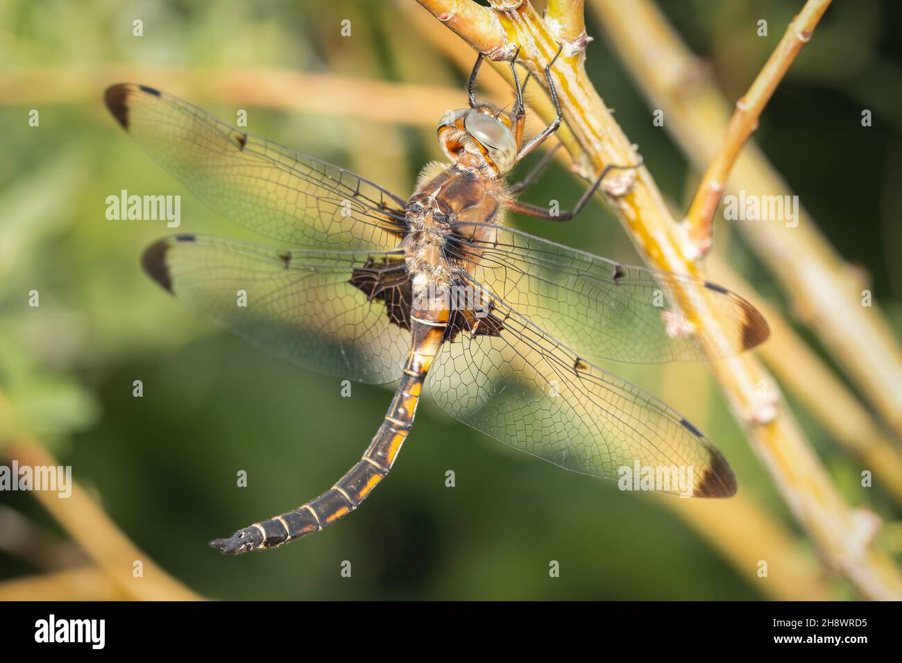 Prince Baskettail dragonfly watching for a prey Stock Photo - Alamy