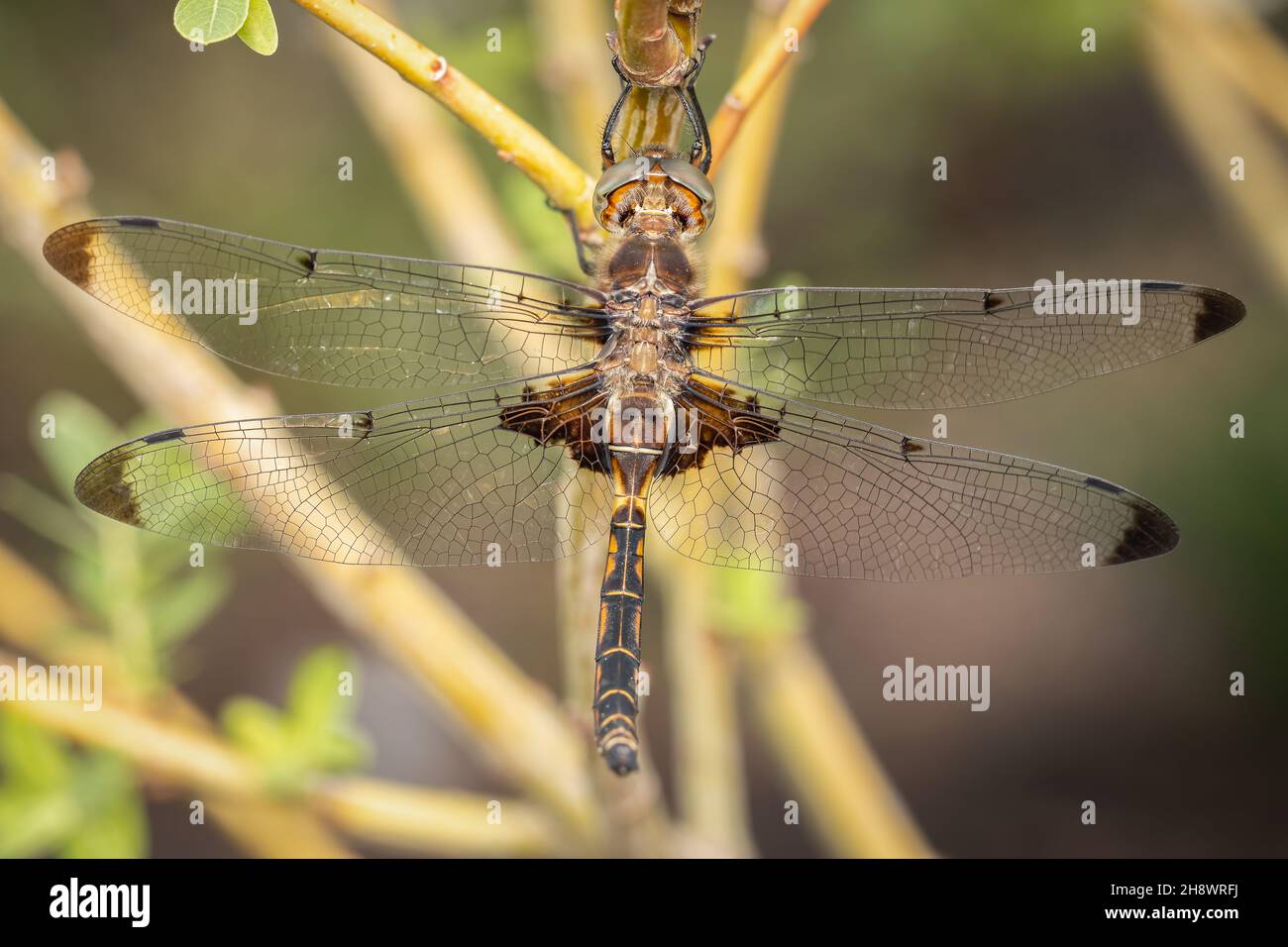 Prince Baskettail dragonfly watching for a prey Stock Photo - Alamy