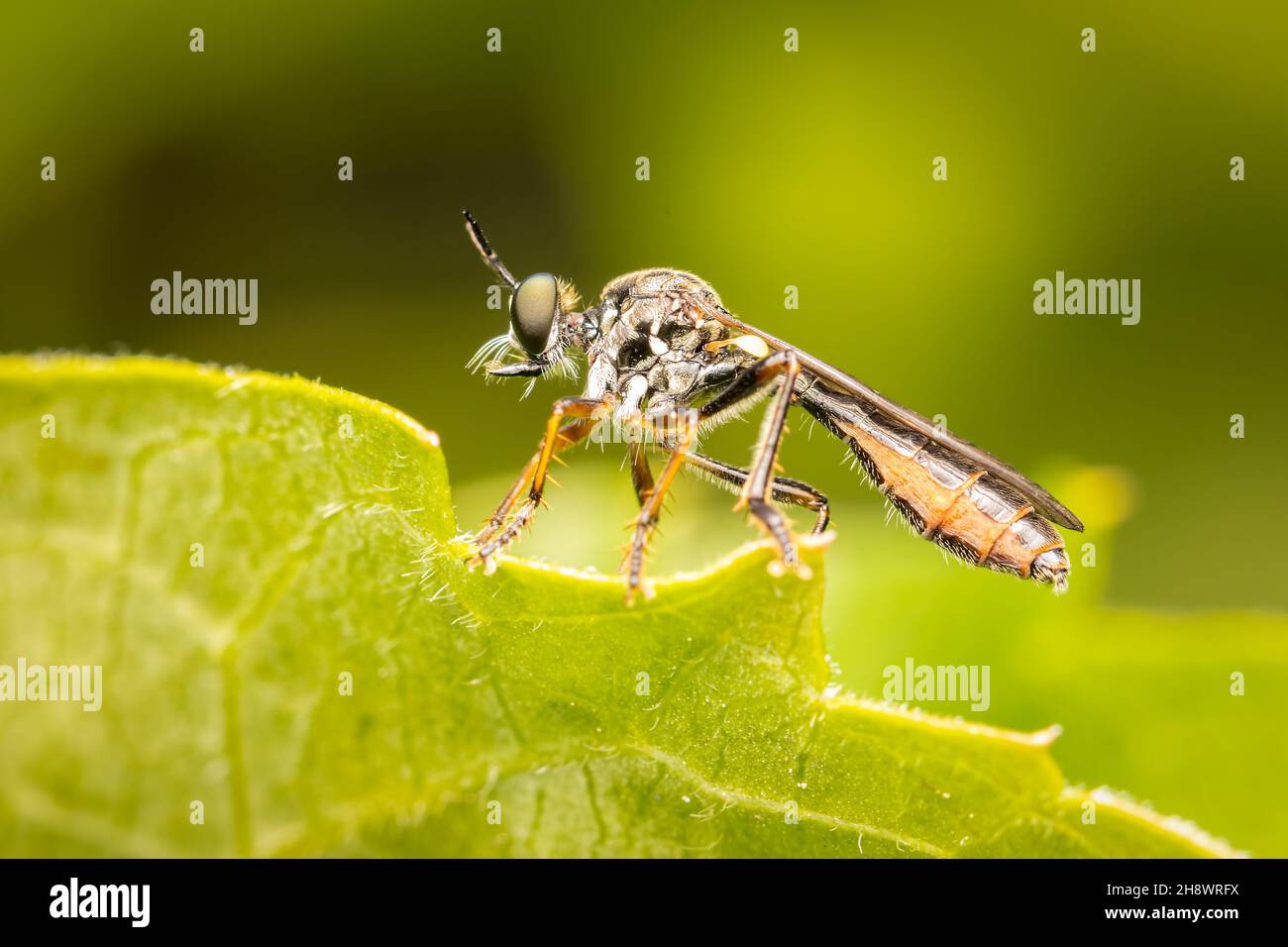 Assassin fly close up hi-res stock photography and images - Alamy