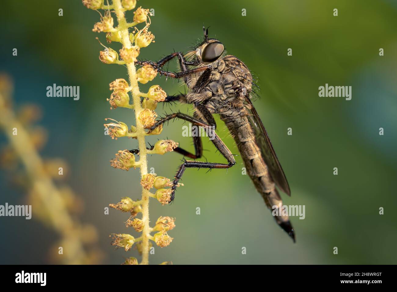 Large Assassin fly looking for a prey Stock Photo - Alamy