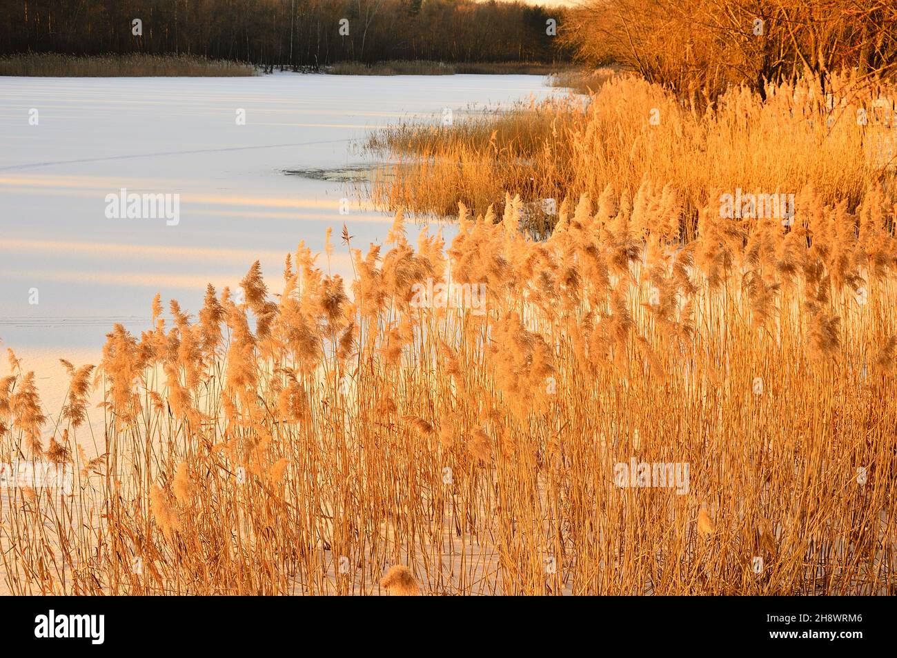 Dry reed on the lake shore on a frosty winter day. Day Stock Photo - Alamy