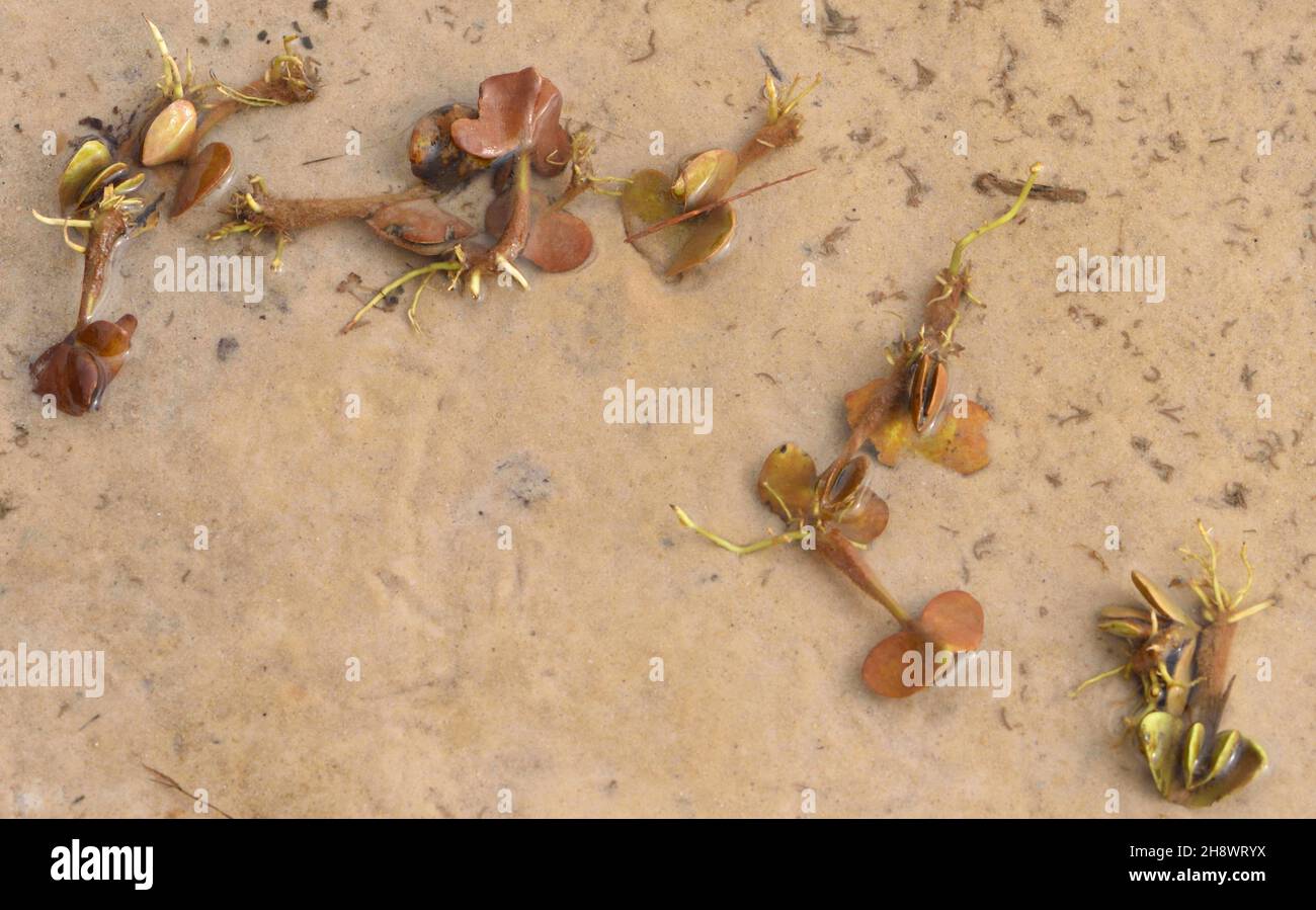 Mangrove propagules sprouting in the sand at the edge of the Gambia ...