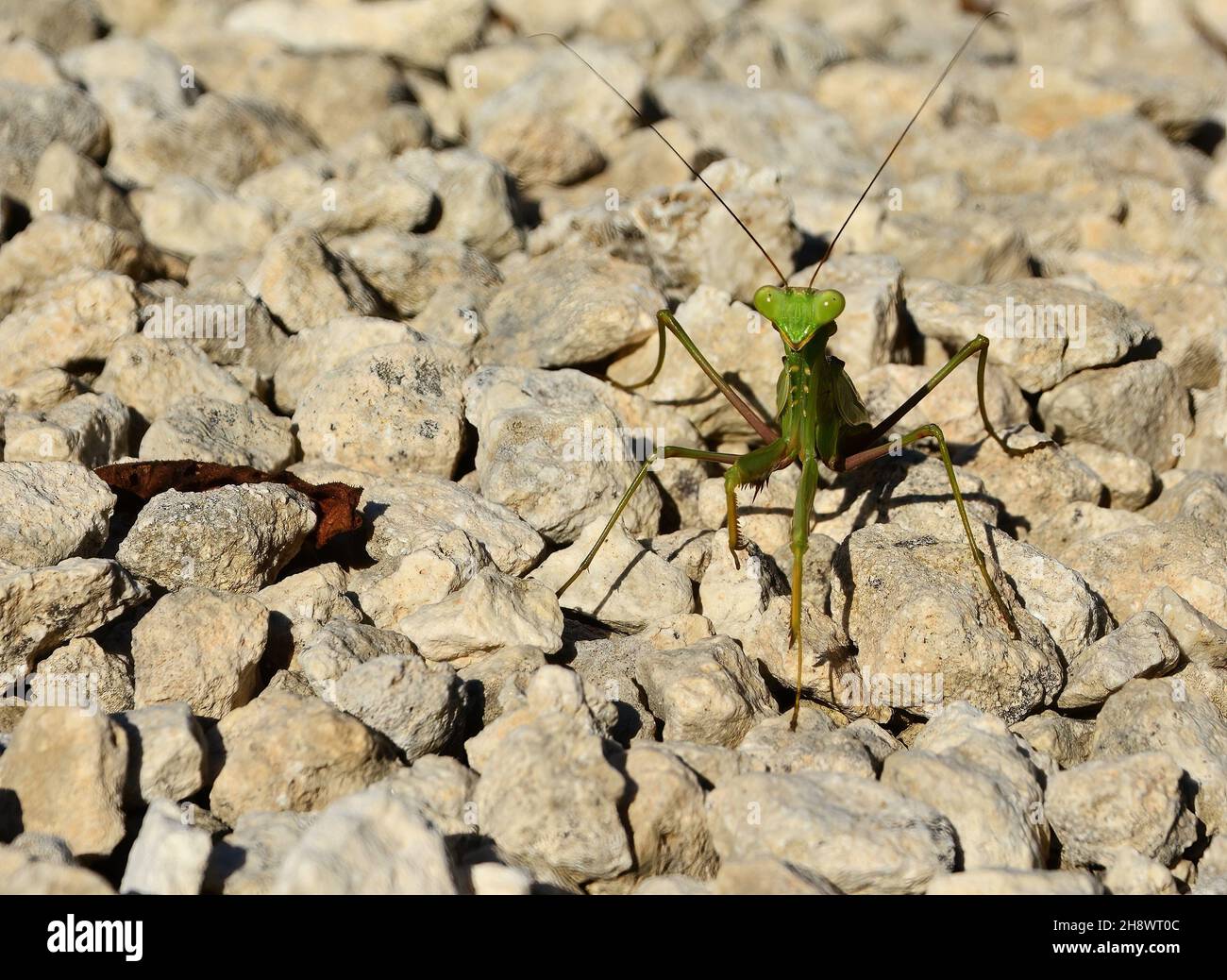 single preying mantis on the stone Stock Photo - Alamy