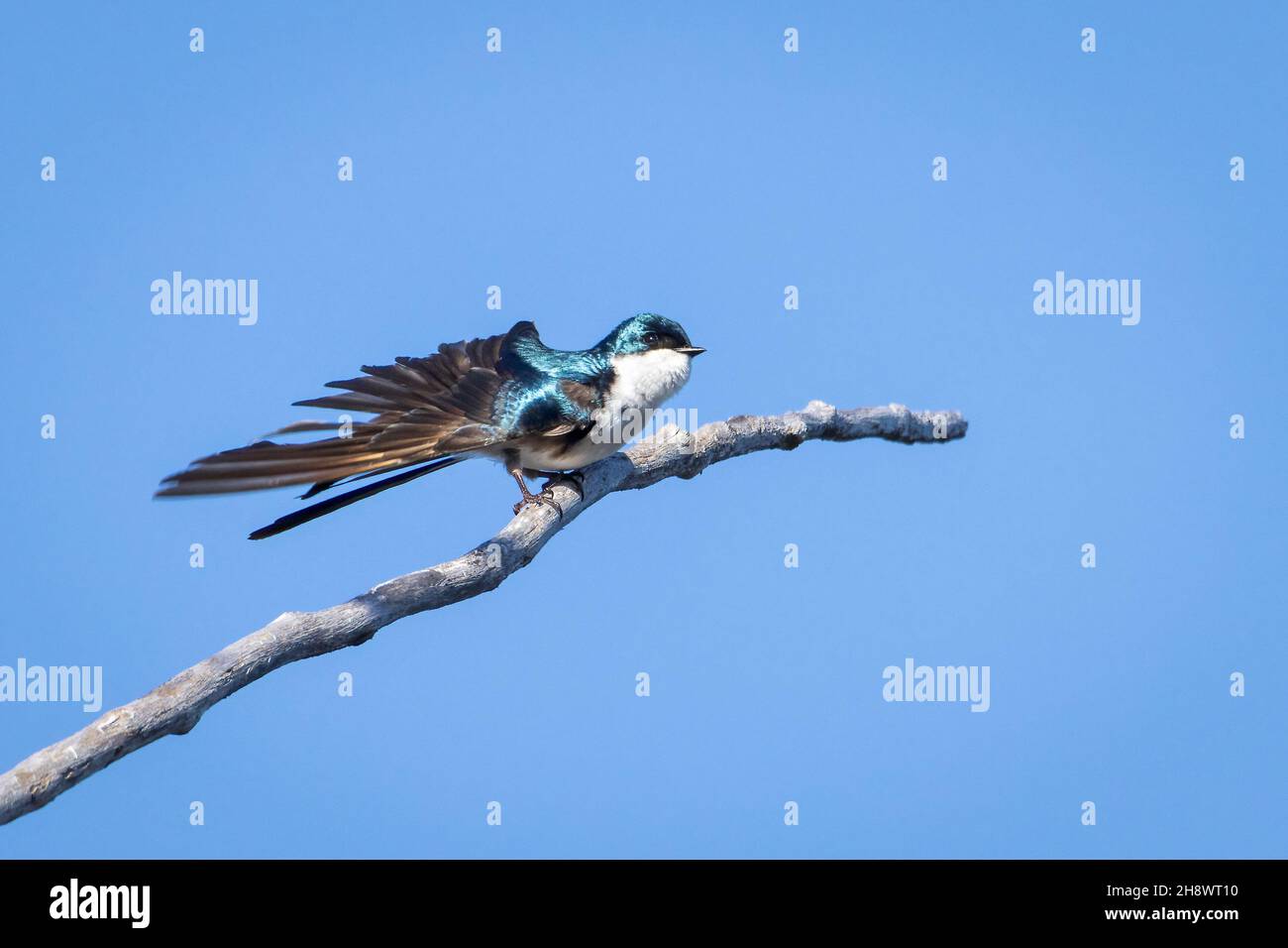 Small tree swallow perched on a tree branch under a clear blue sky ...