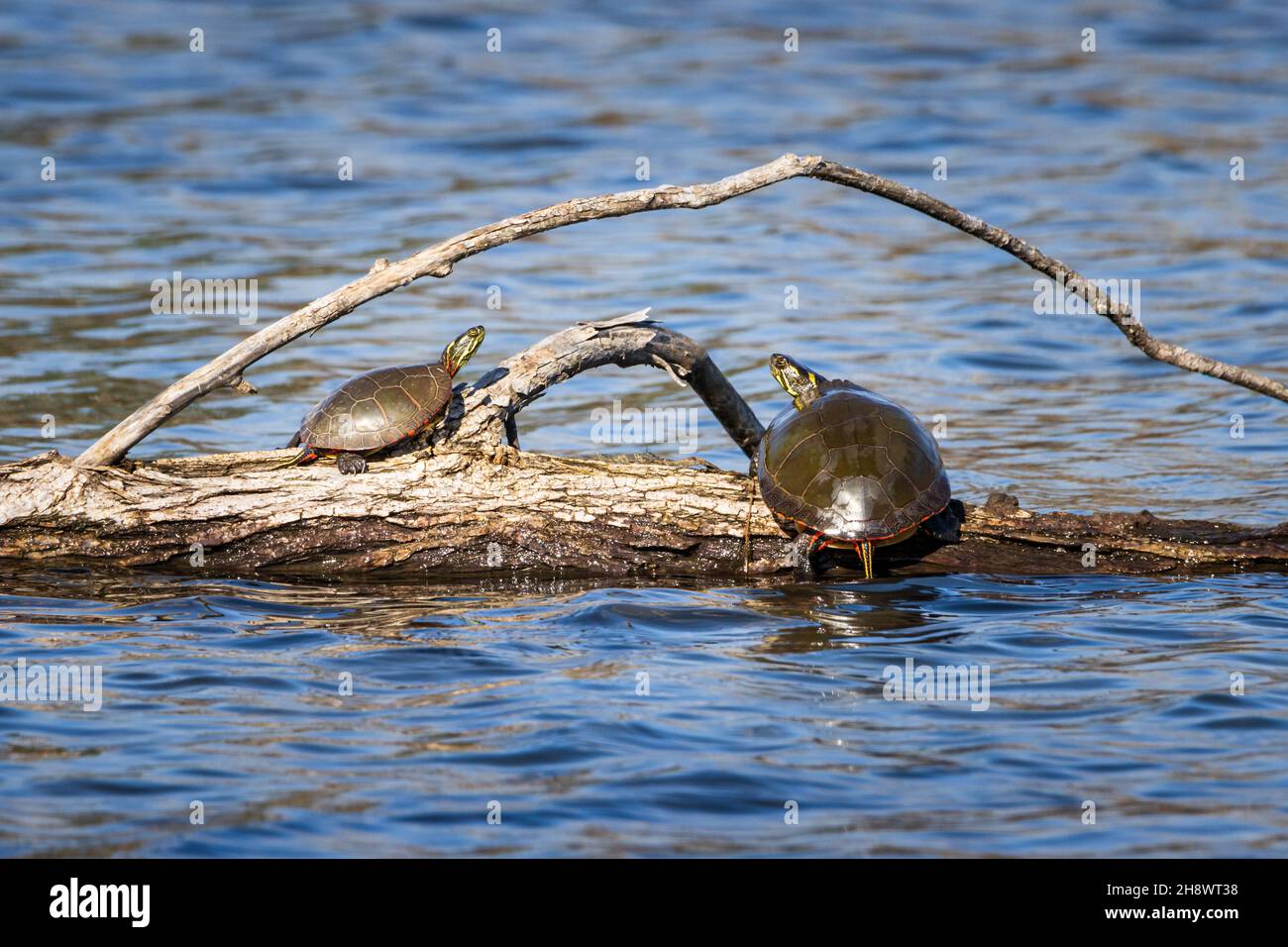 Couple of painted turtles basking in the sun on a spring morning Stock ...
