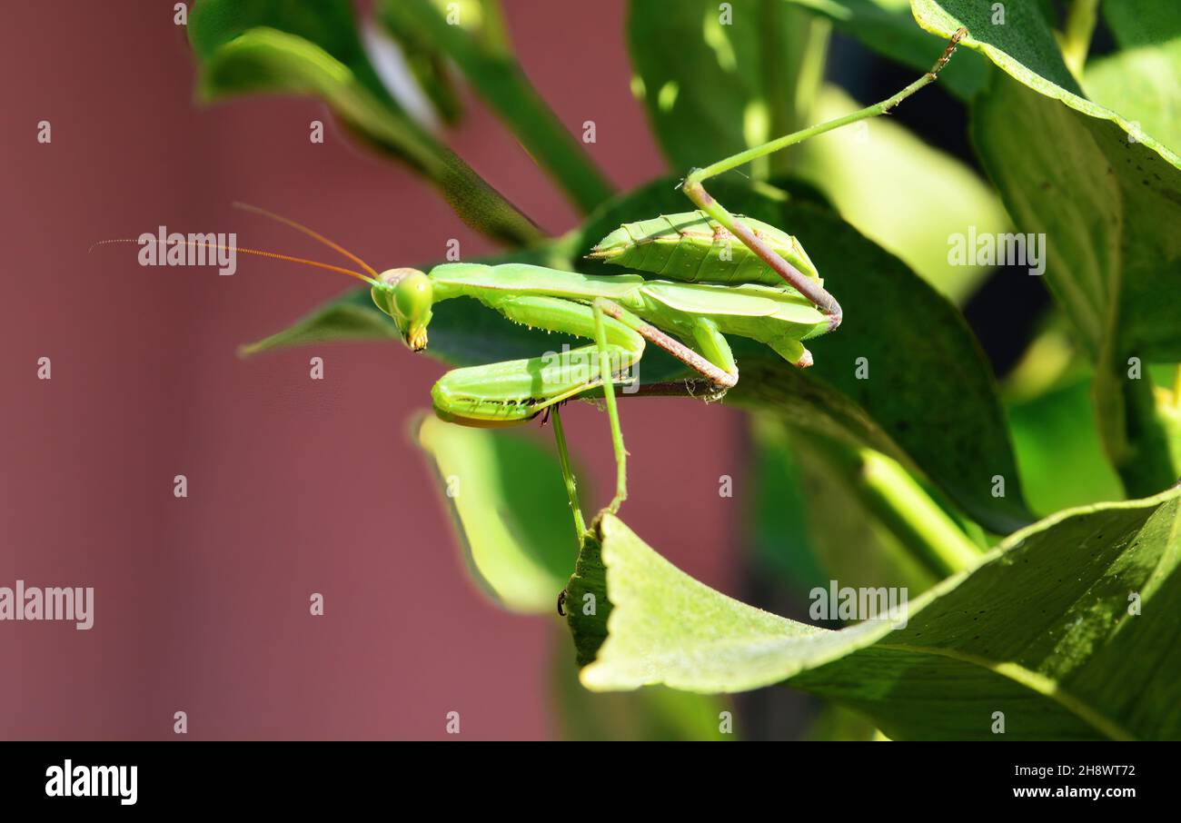 Preying mantis hunting hi-res stock photography and images - Alamy