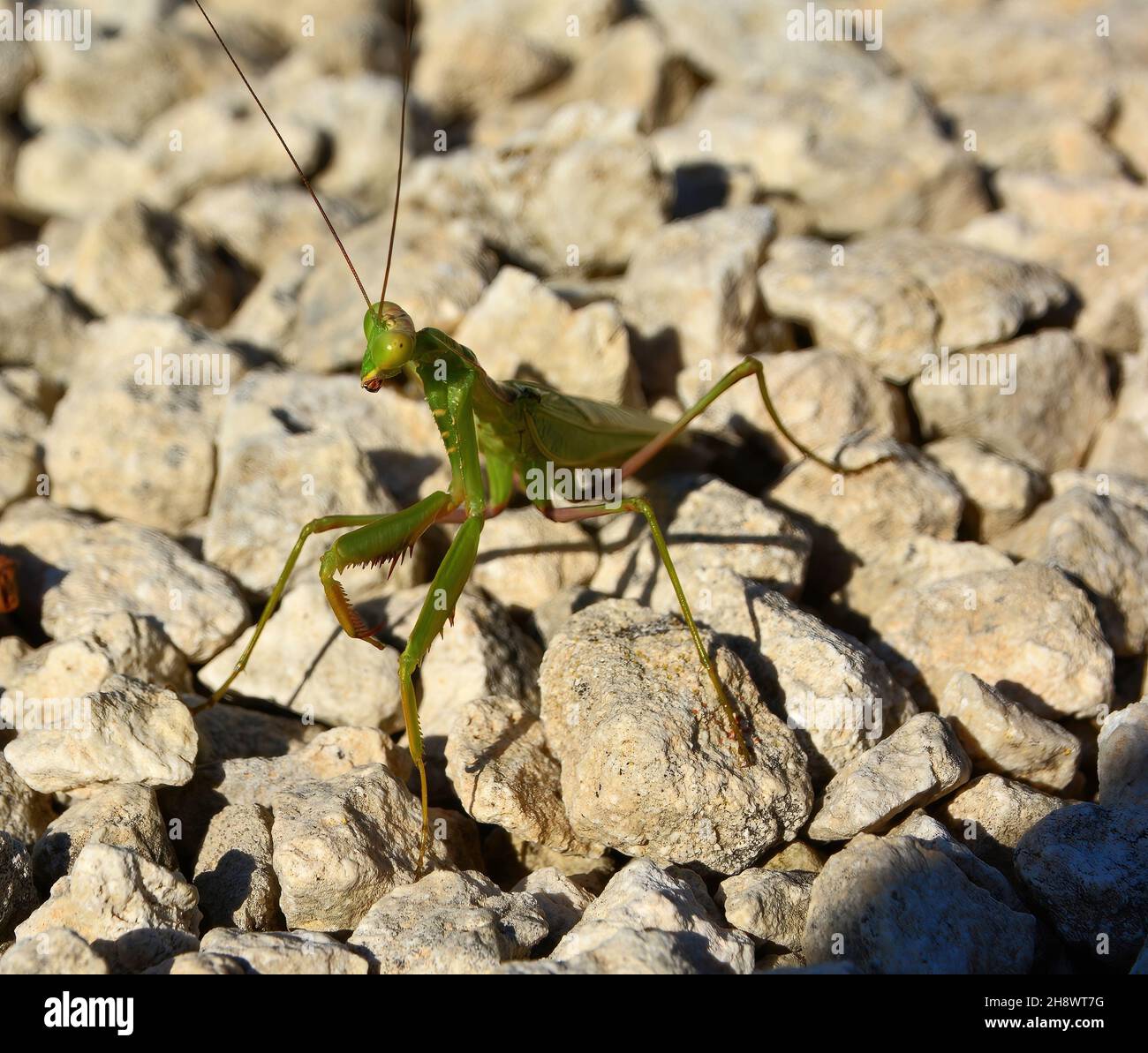 single preying mantis on the stone Stock Photo - Alamy