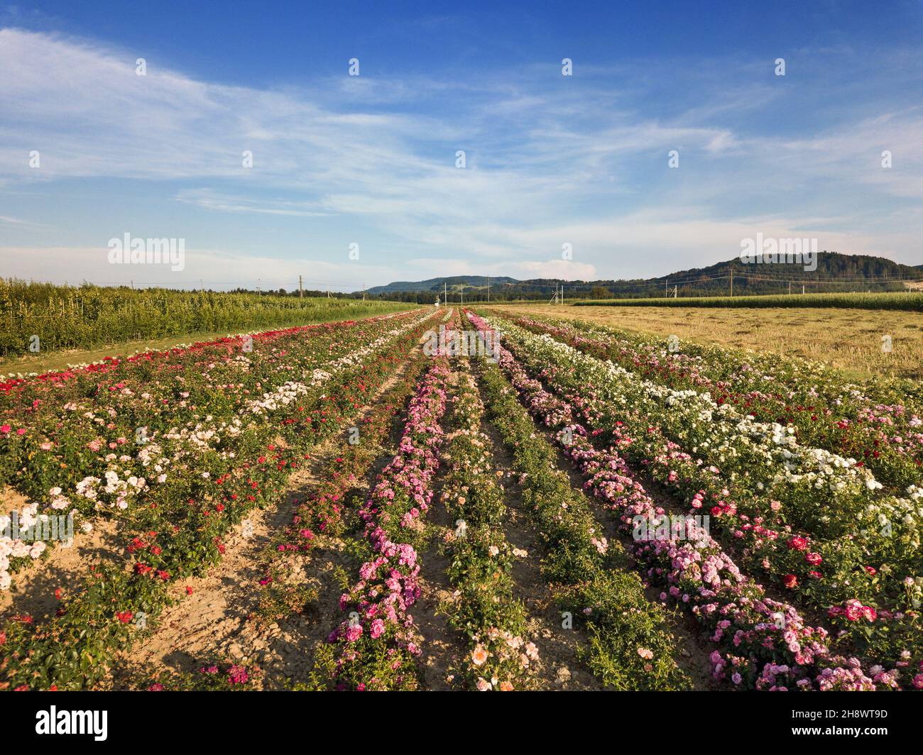 Rose fields among diverse crop growth based on principle of polyculture ...