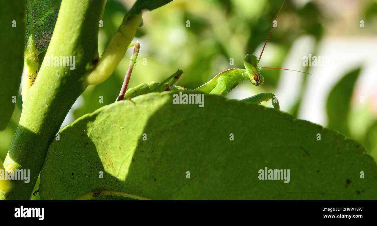 green preying mantis hunting in a tree Stock Photo - Alamy