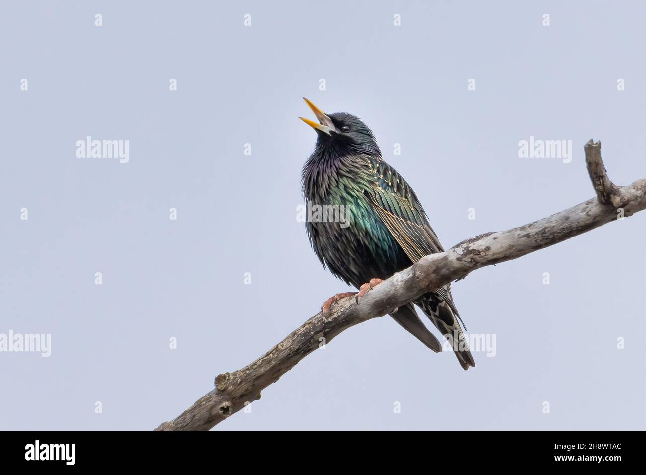 Common starling singing while perched on a tree branch early morning ...